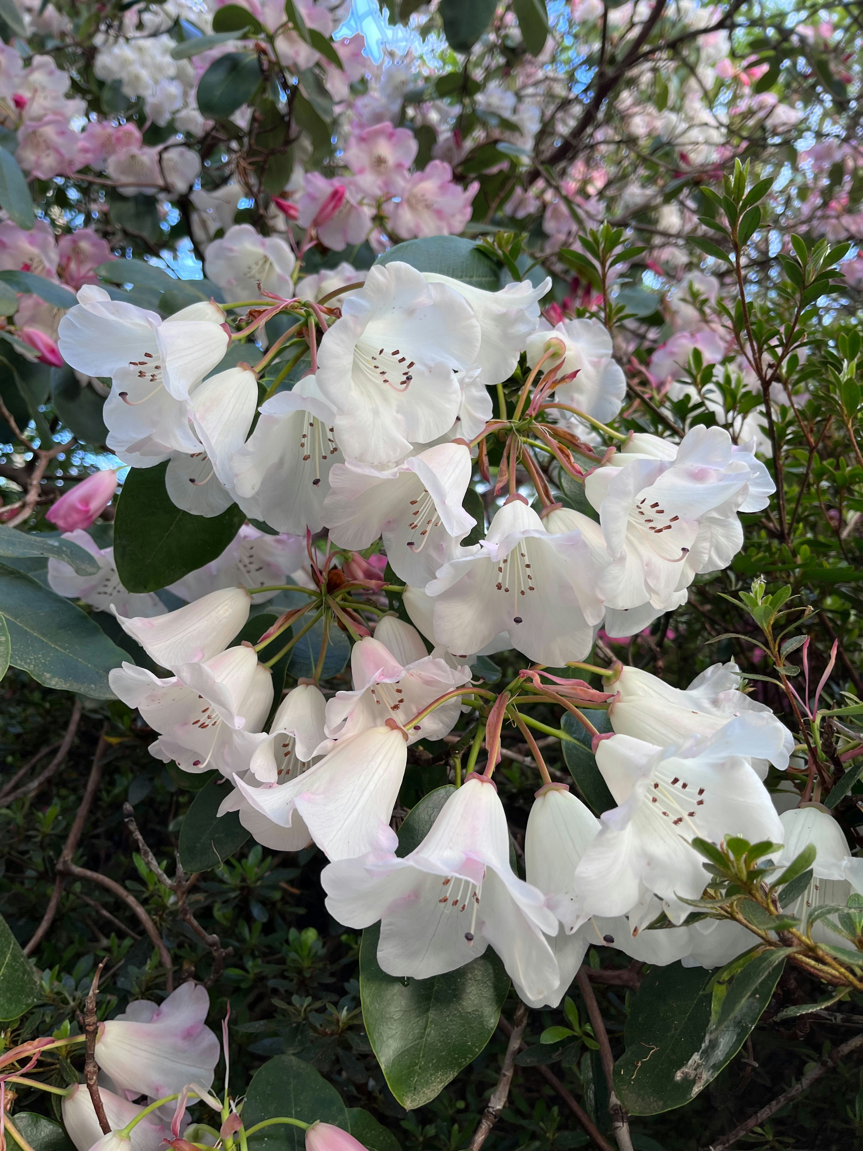 White blossoms in a lush shrub arch a cascade of petals