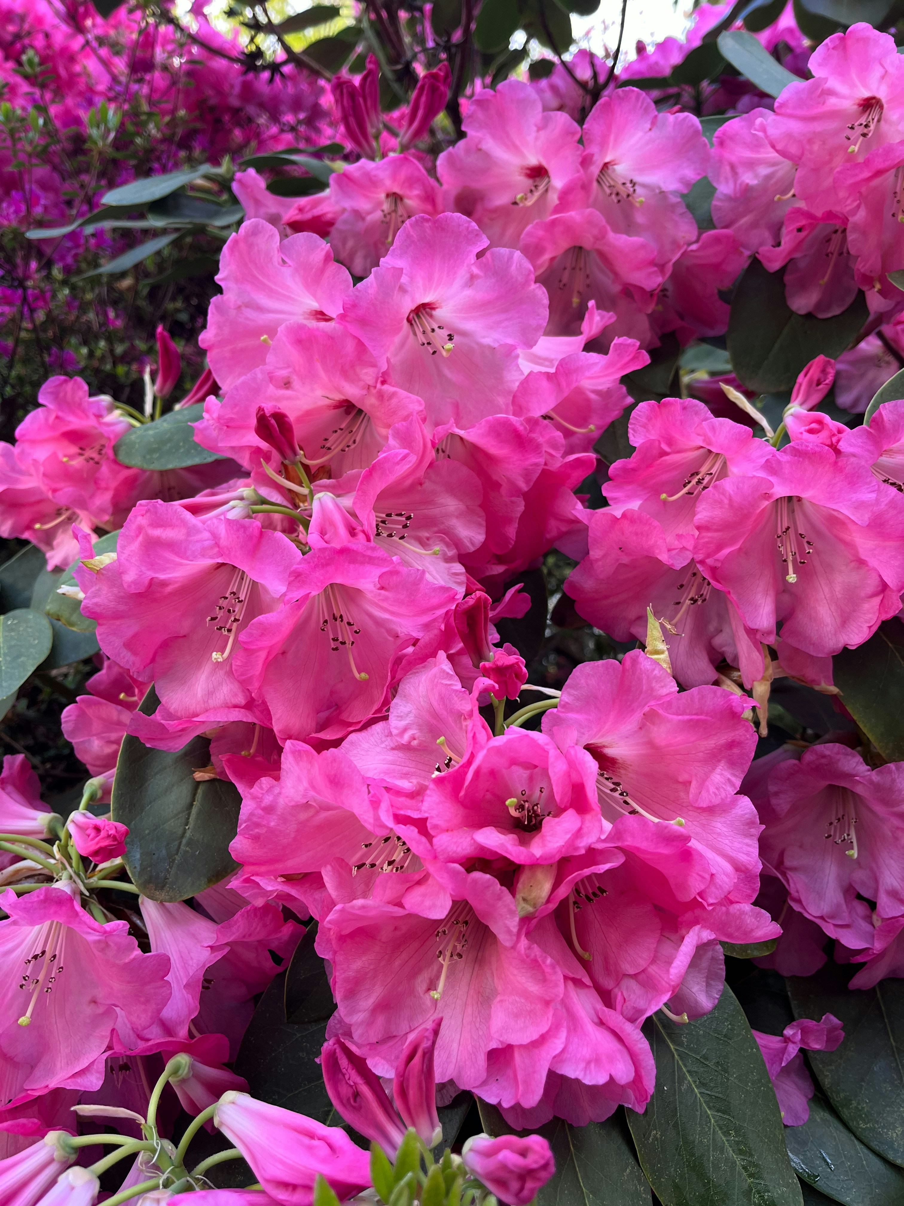 Vibrant Pink Rhododendron Cluster in Full Bloom