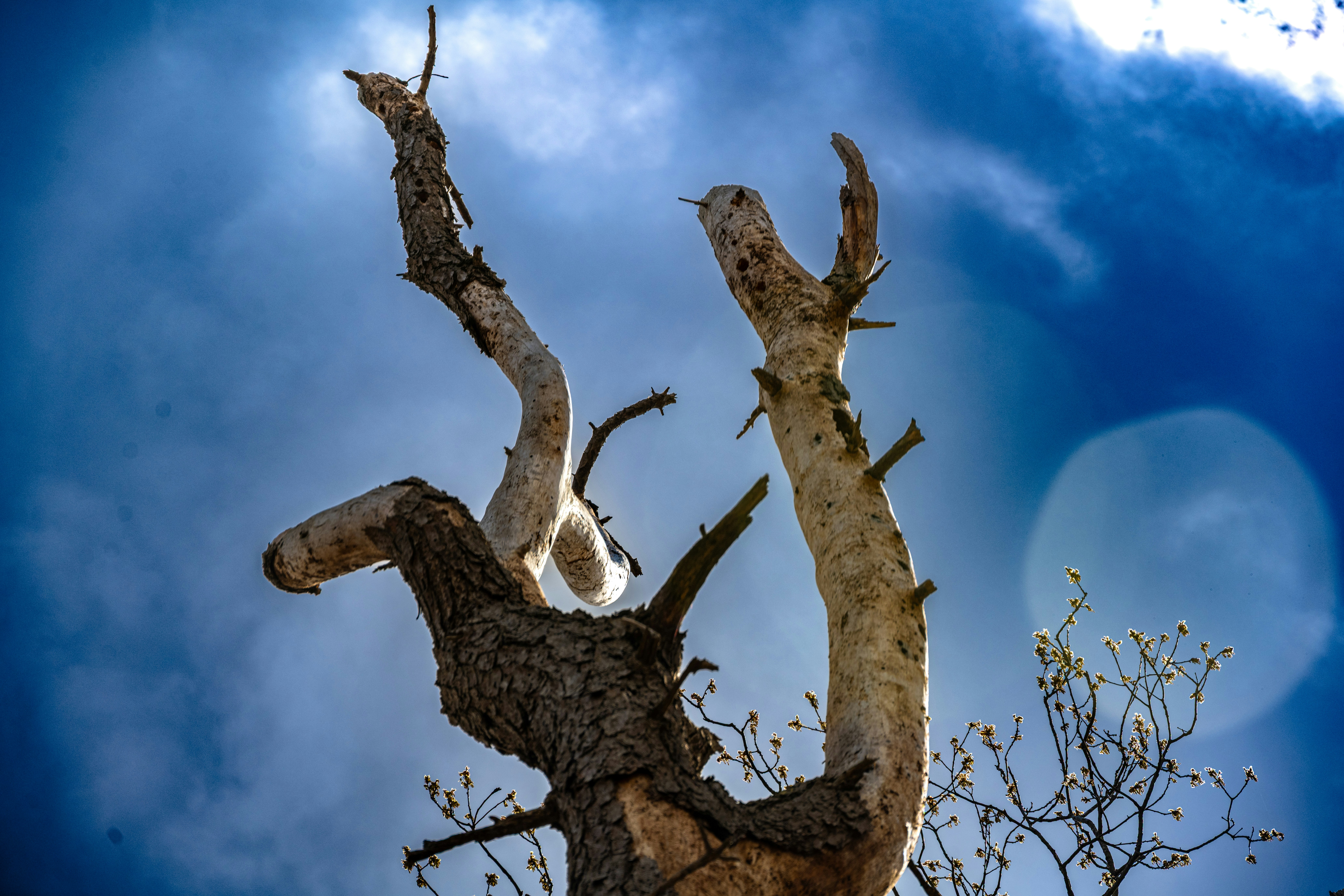 The Sentinel of Skyward Gnarled