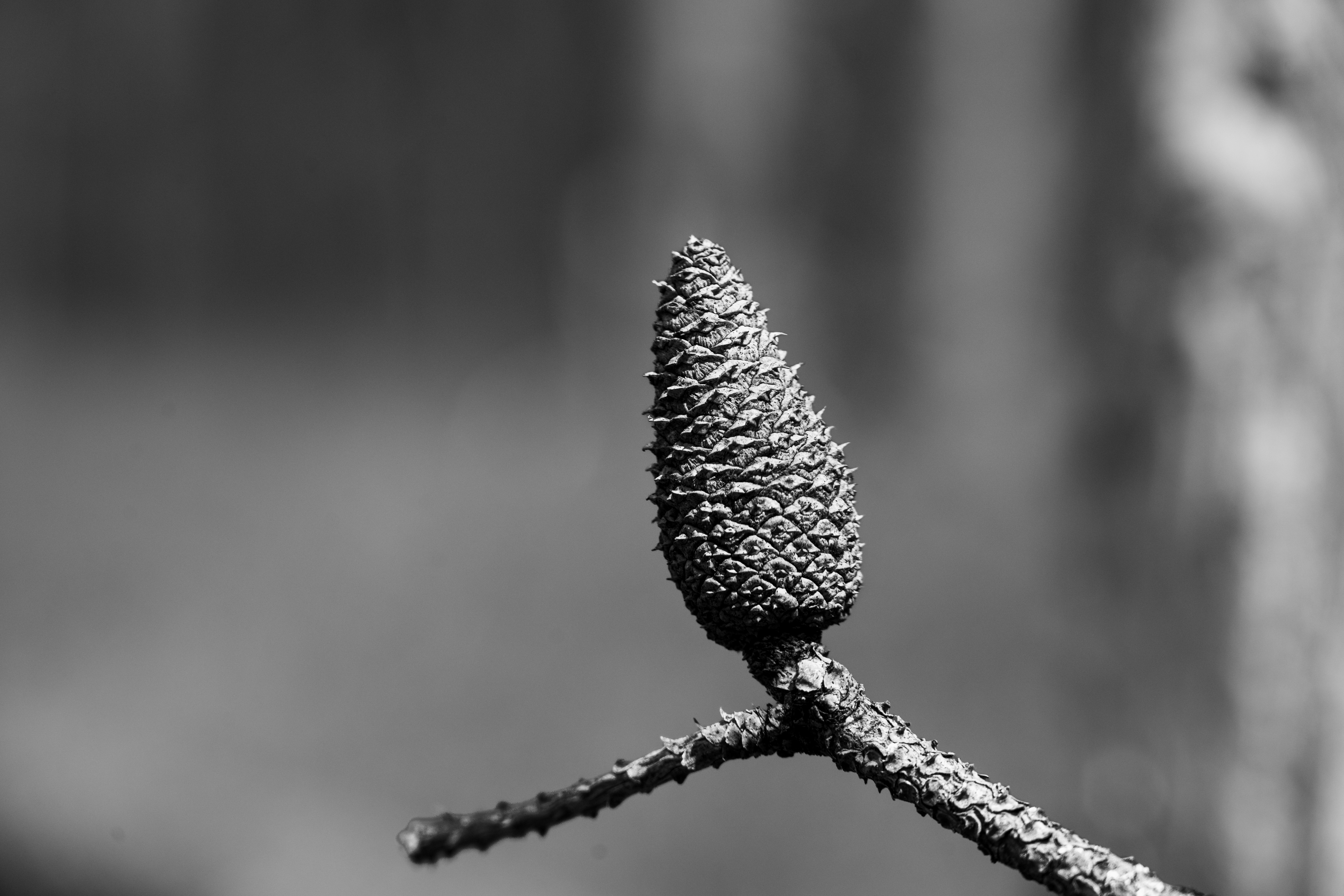 Monochrome Cone: A Twig's Focus Amid Soft Blur