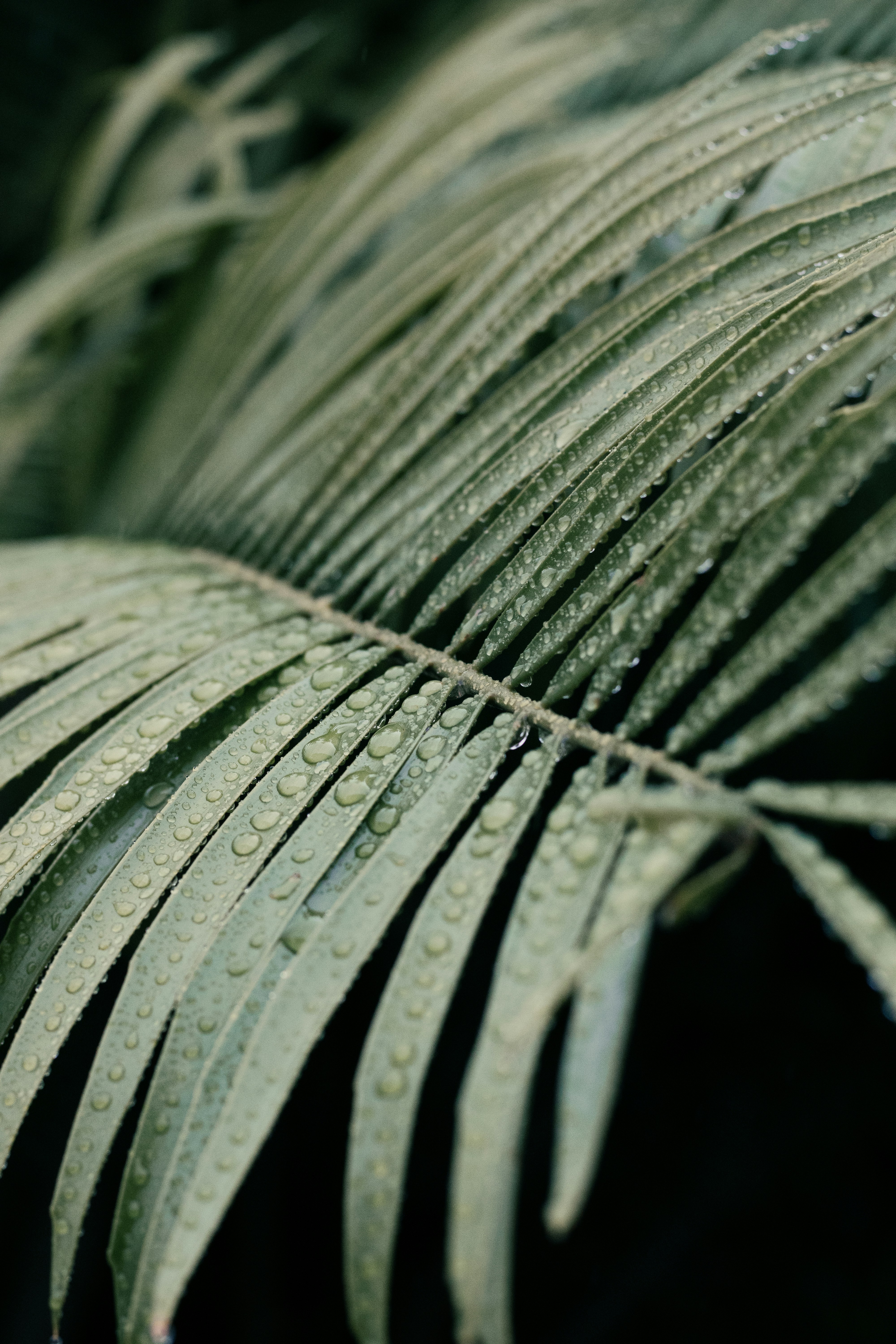 Dew-kissed Palm Fronds: A Quiet Macro Moment