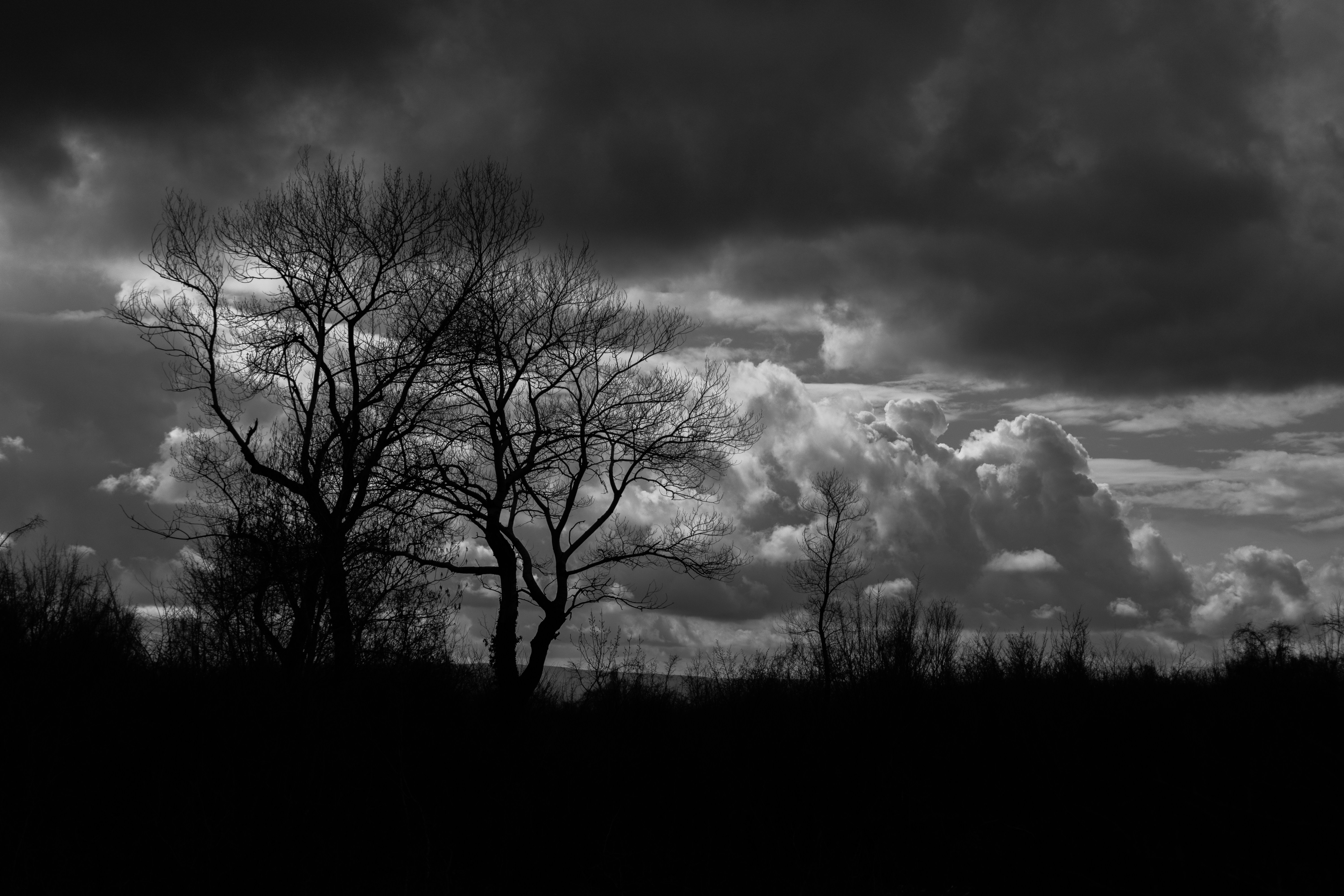 Silhouetted Trees Against a Stormlit Horizon