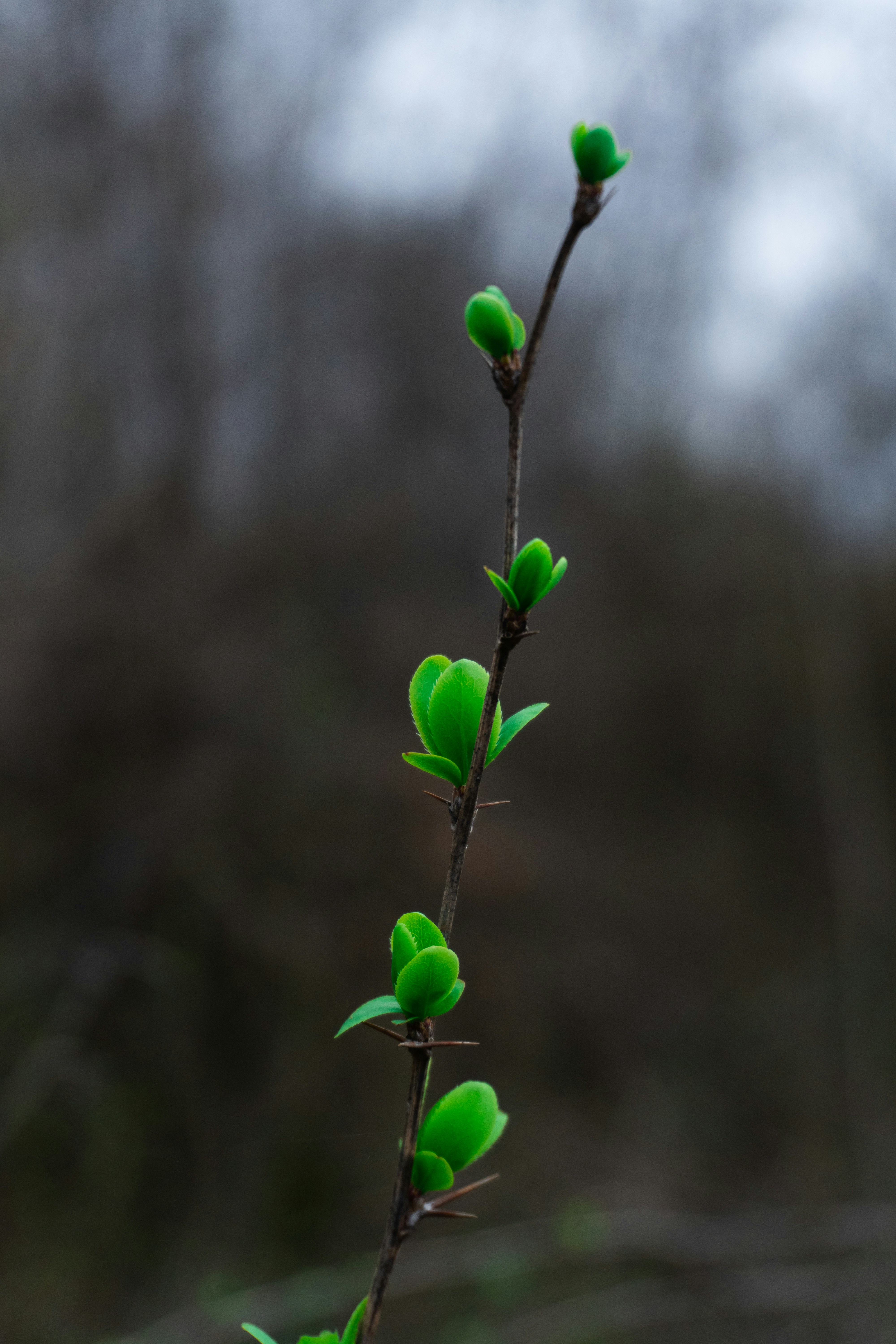Emerging Green Buds on a Stark Willow