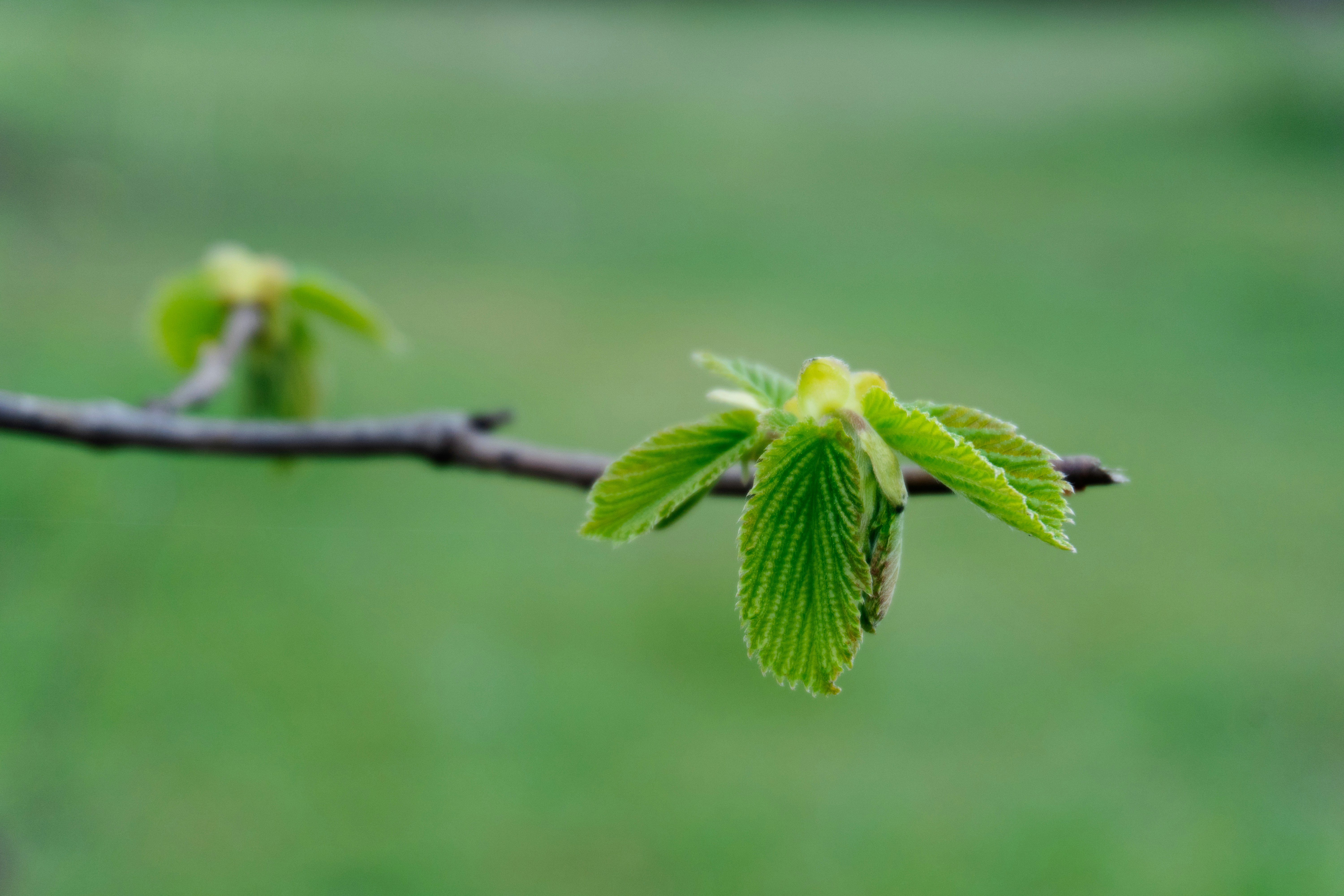 Tender Spring Break: Fresh Leaves Emergence on a Single Twig