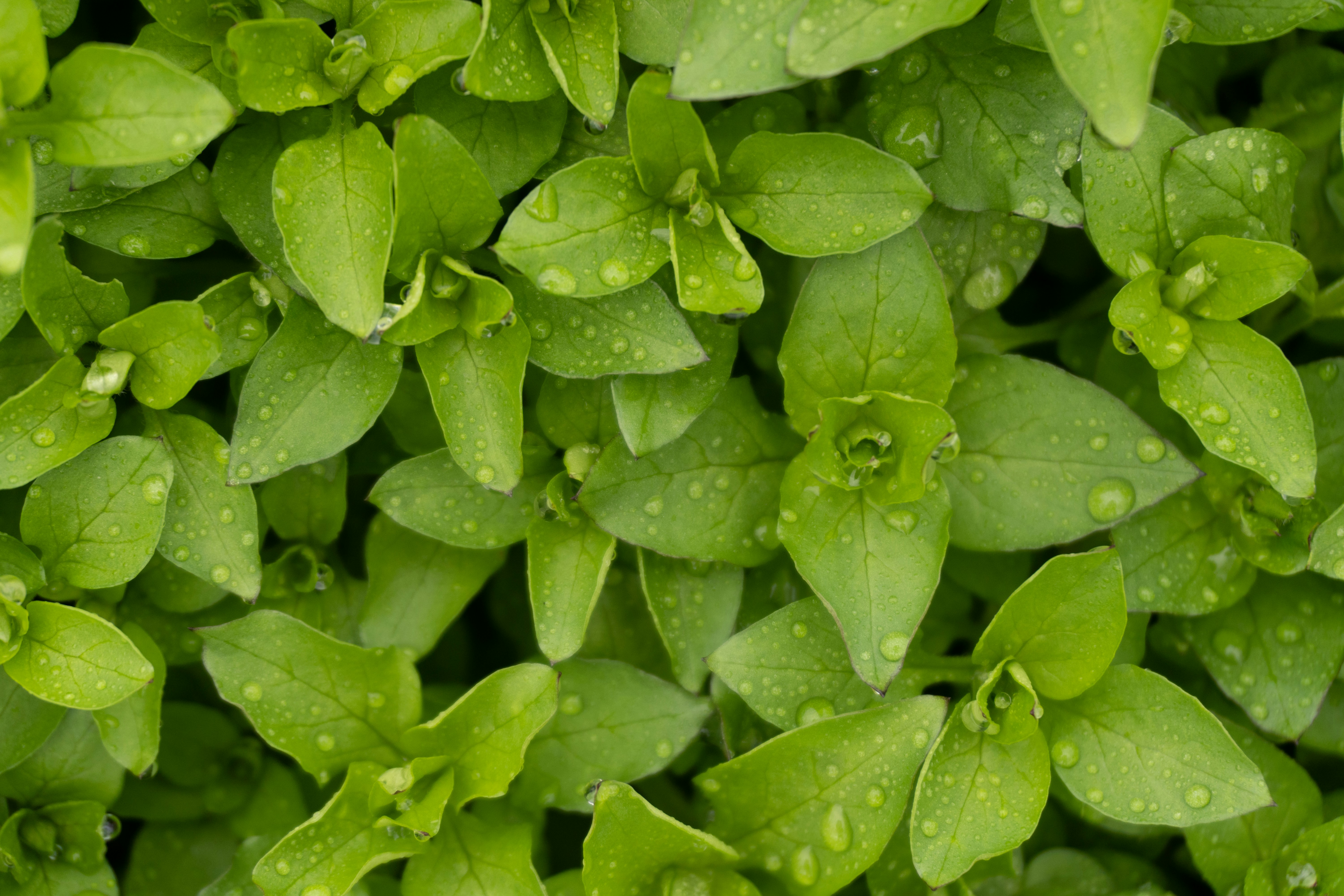Emerald Carpet: Close-Up of Dew-Kissed Garden Leaves