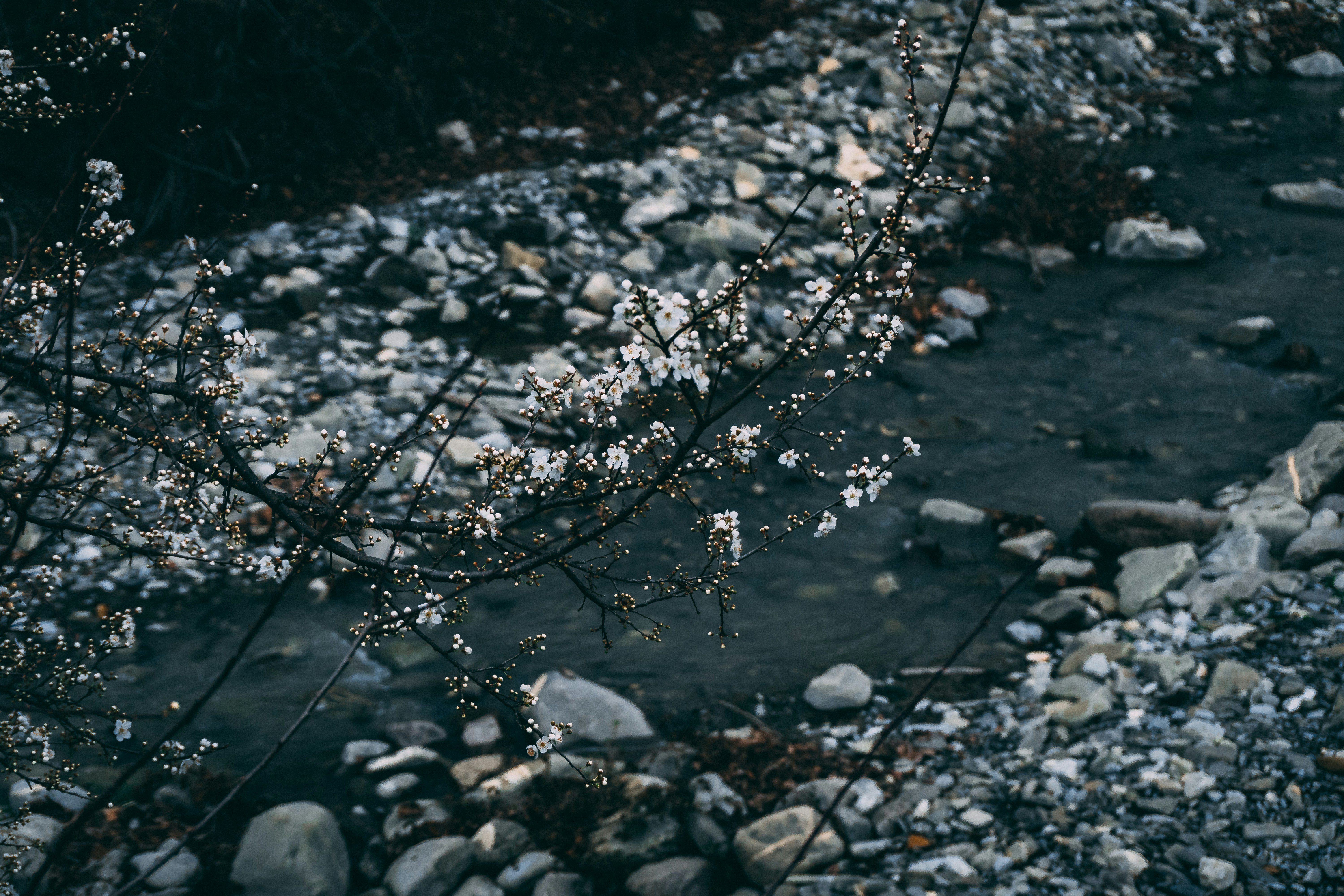 Blossoms over a Riverbed: Quiet Spring Morning