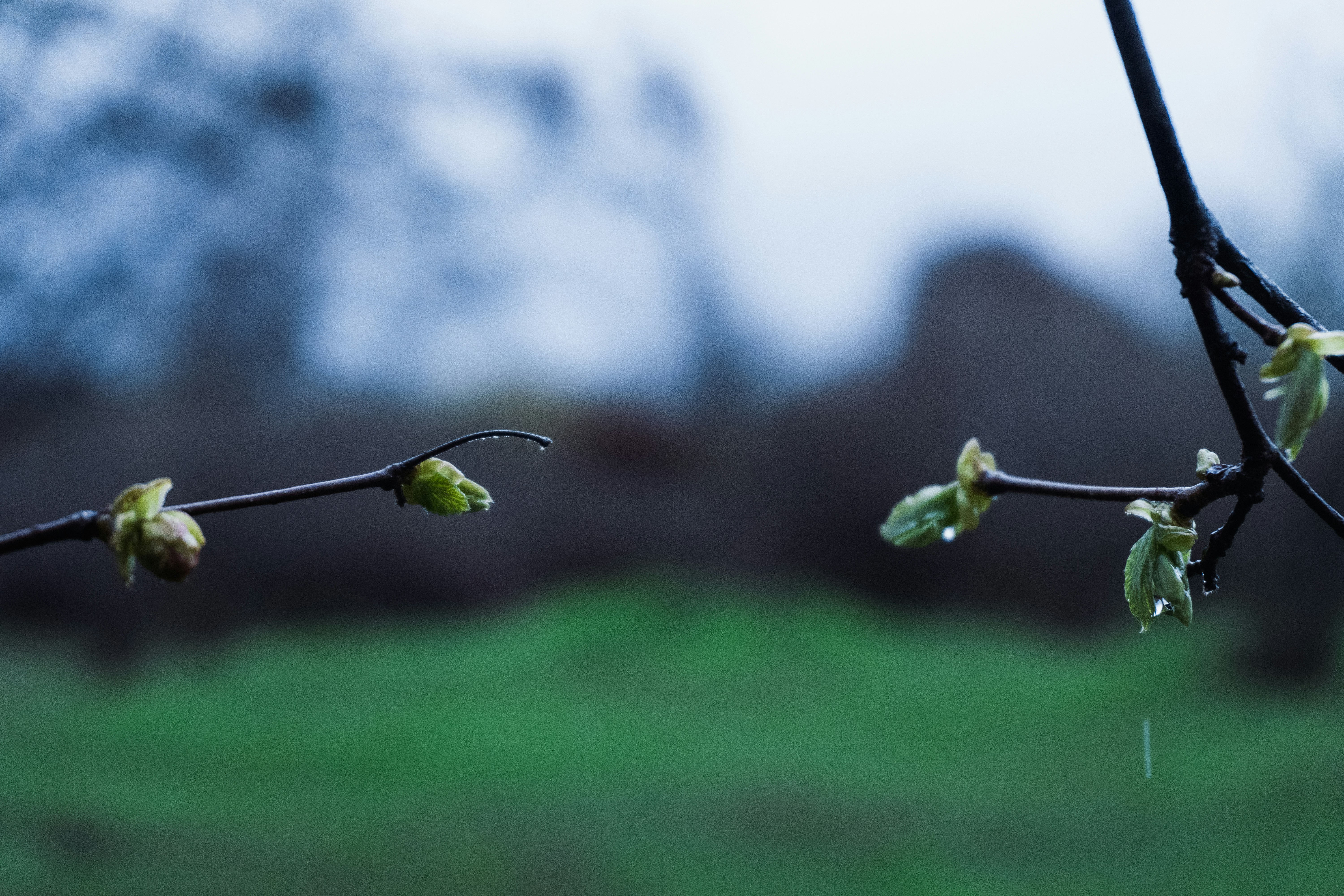 Winter Buds on a Quiet Branch: A Soft Focus Moment