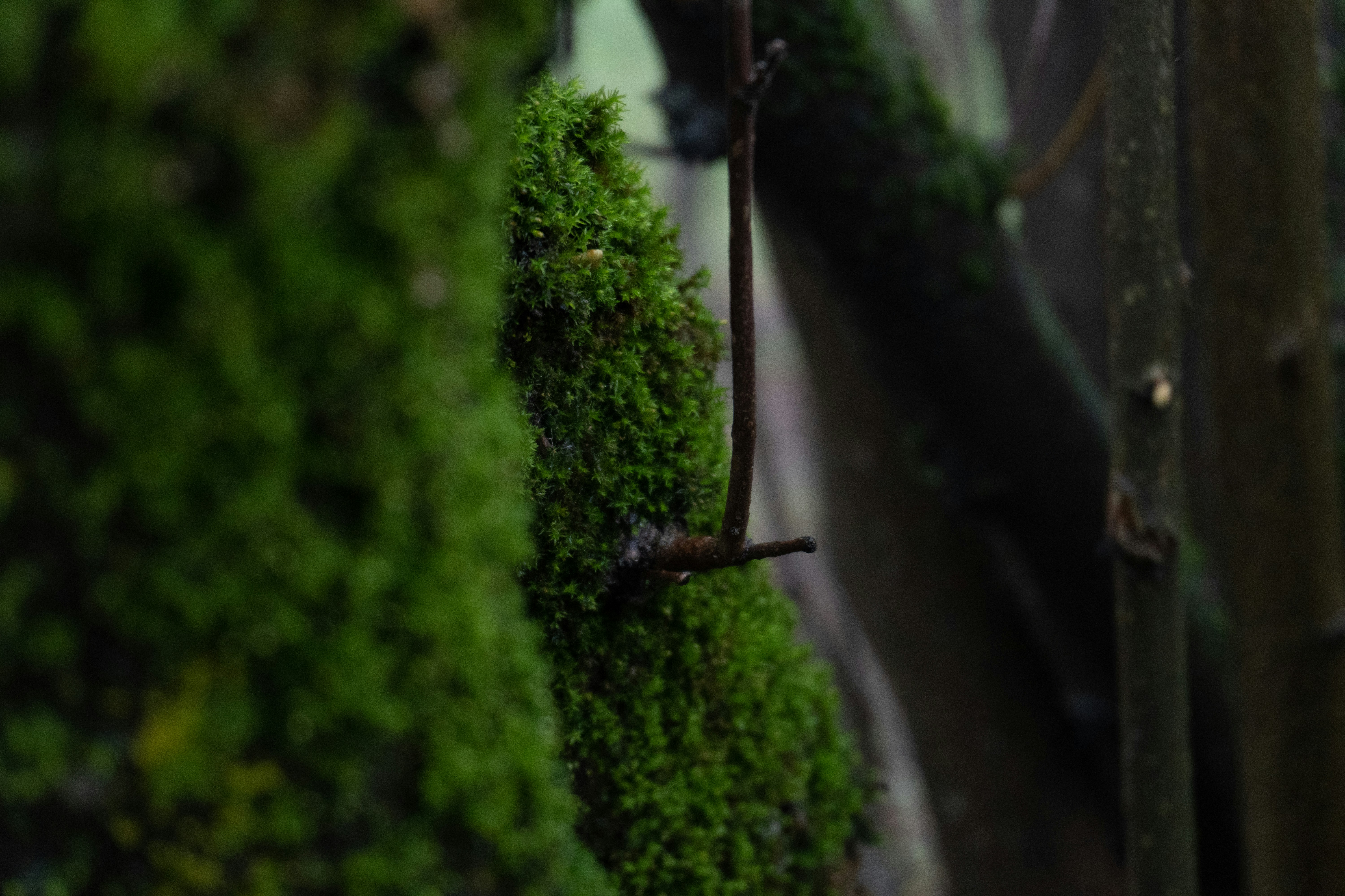Moss-Cedared Ledge in a Quiet Fence Gap