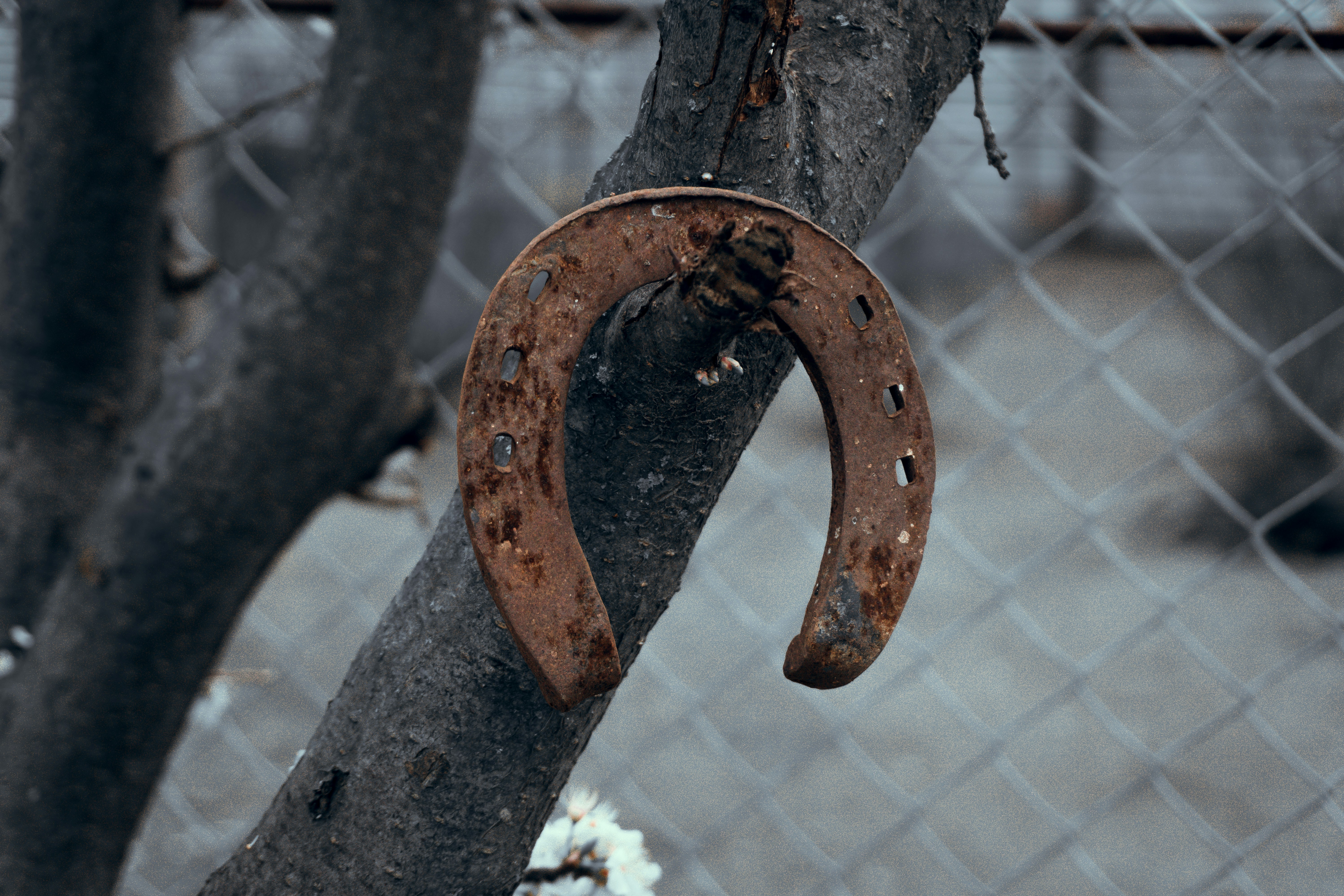 Rusty Horseshoe Clasp Grasped by a Weathered Branch