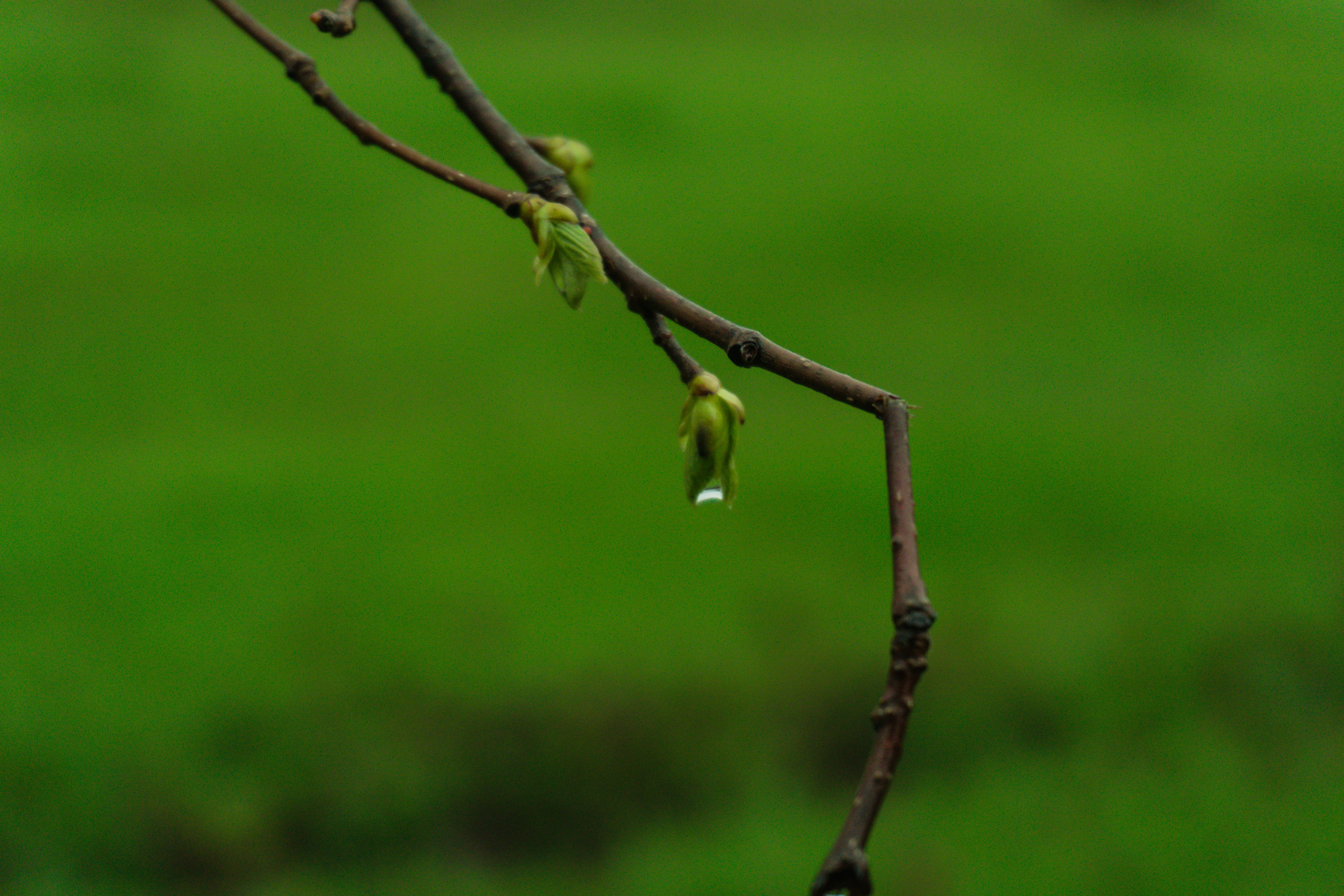 A Fragile Bloom on a Quiet Twig