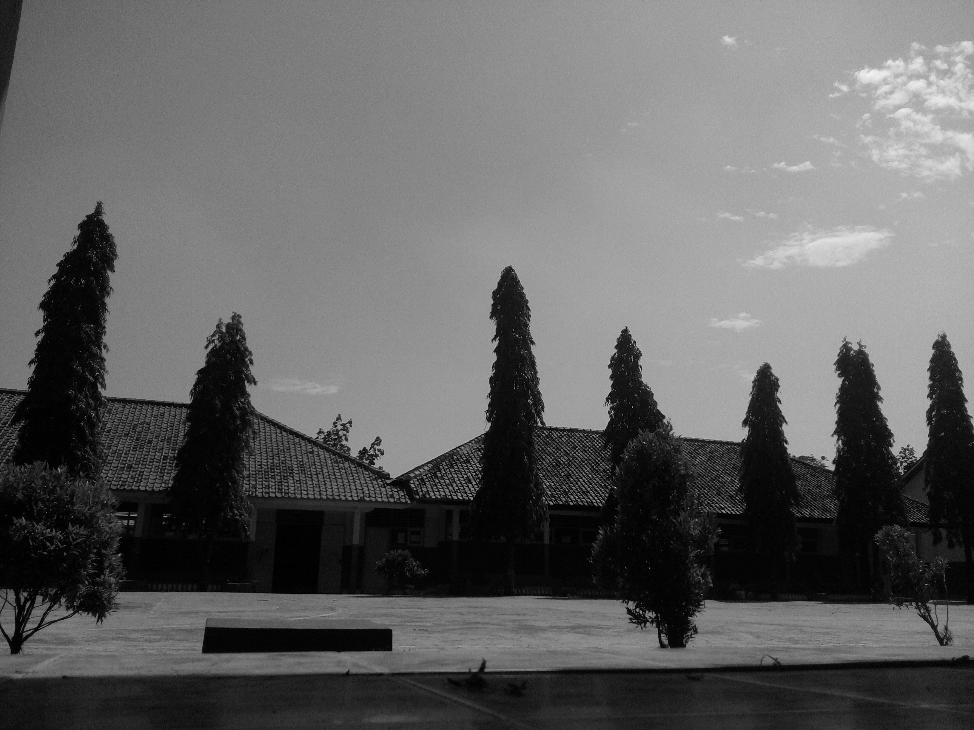 Tall cypress trees line a paved area near buildings.