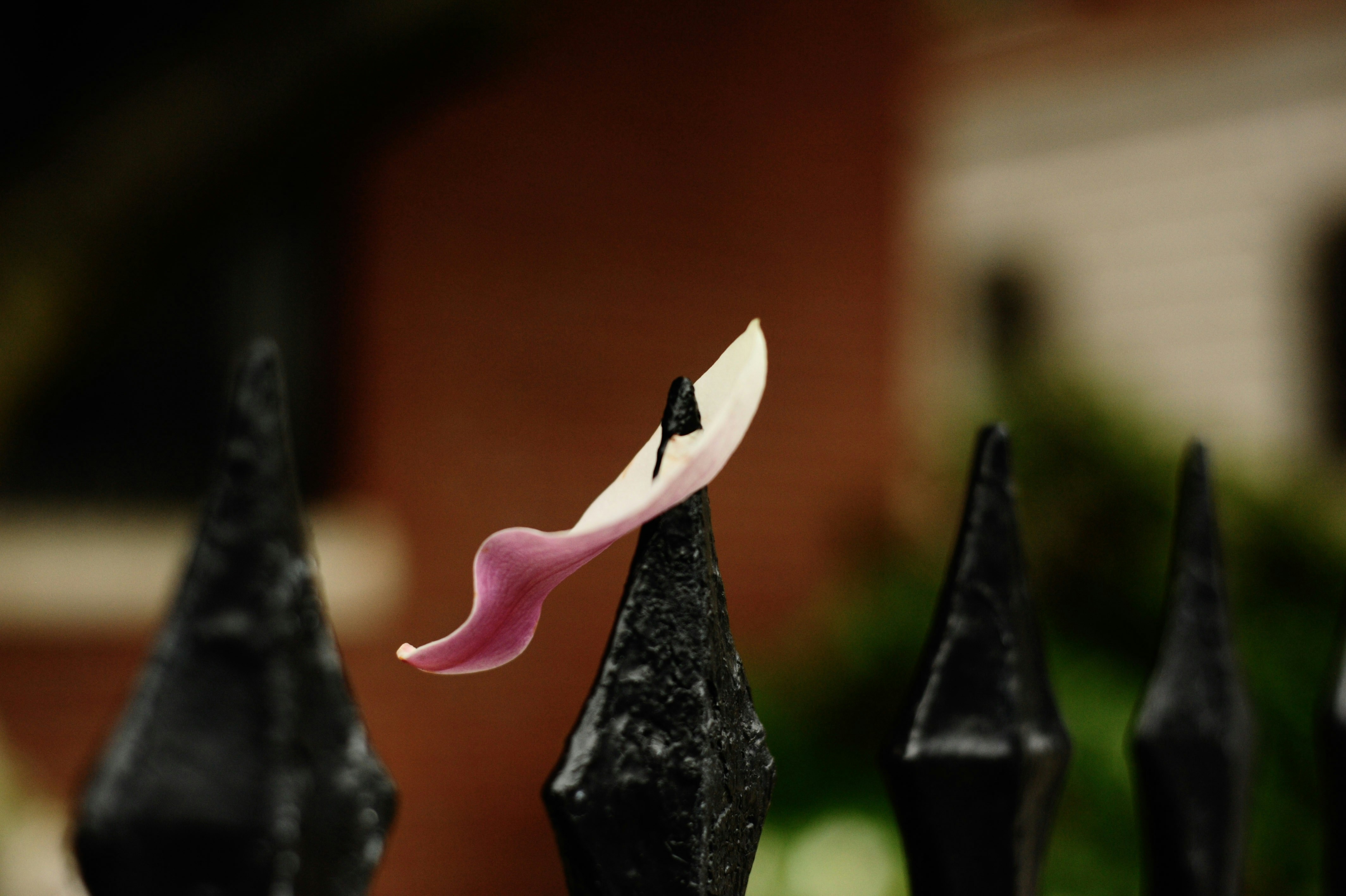 Petal over Spikes: A Delicate Moment on a Wrought Iron Fence