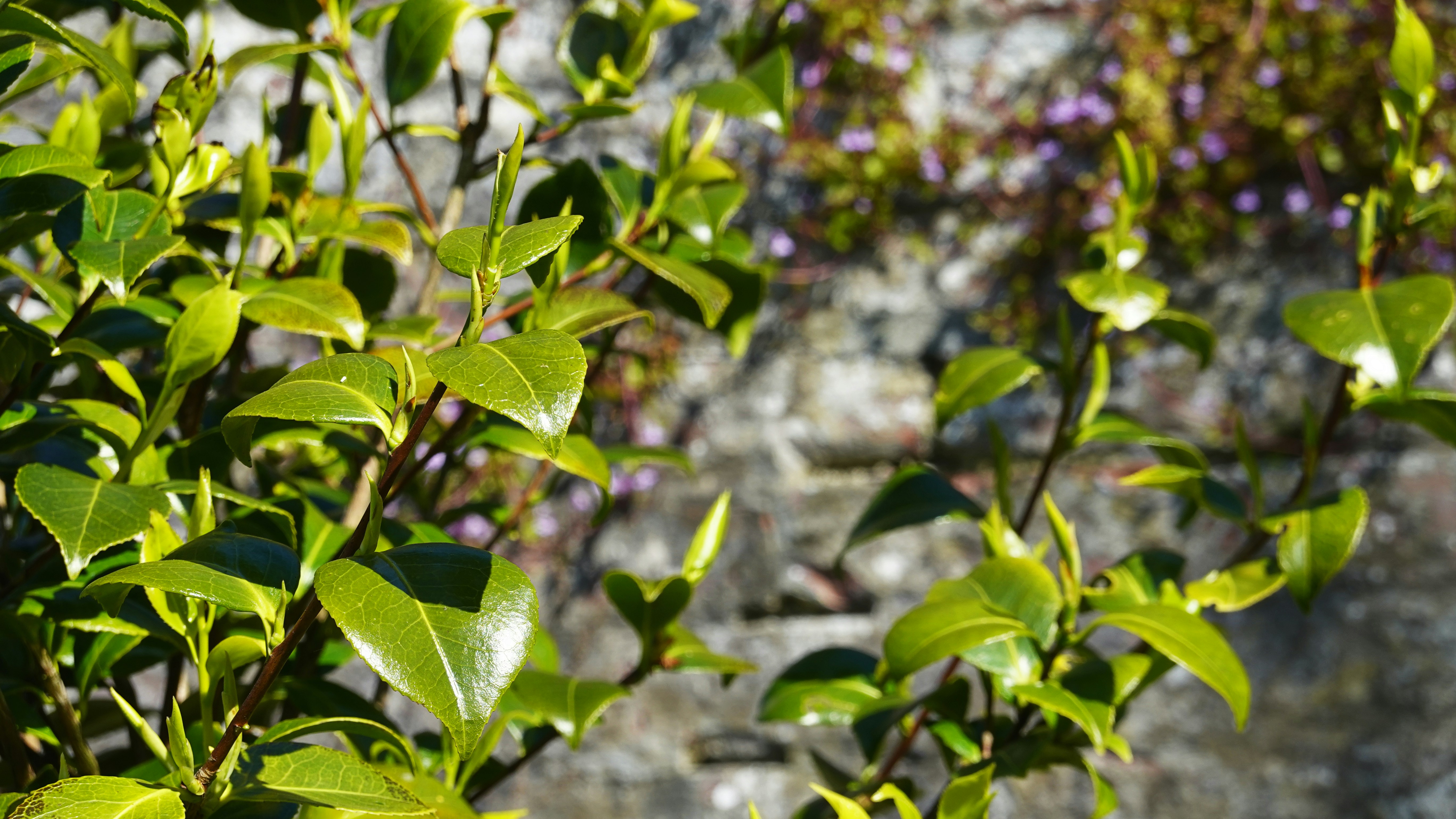 Greenery in Focus: Sunlit Leaves Clinging to an Ancient Wall