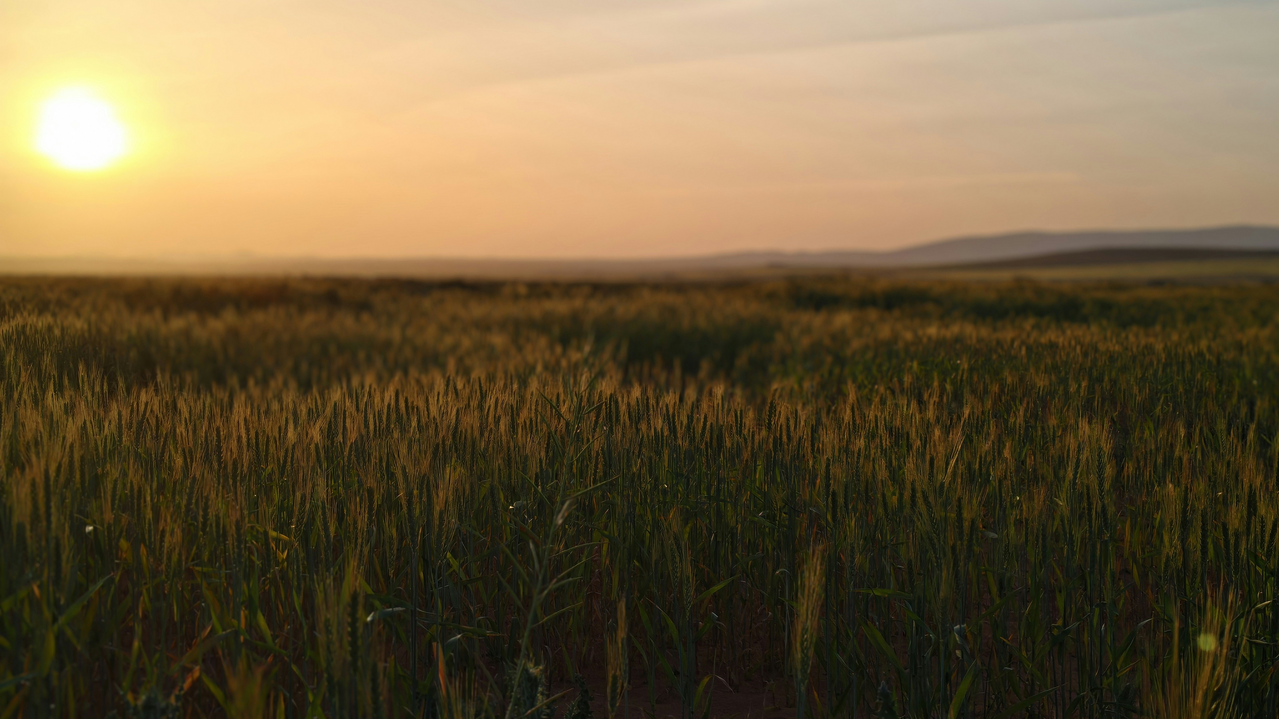Golden sun setting over a vast wheat field.