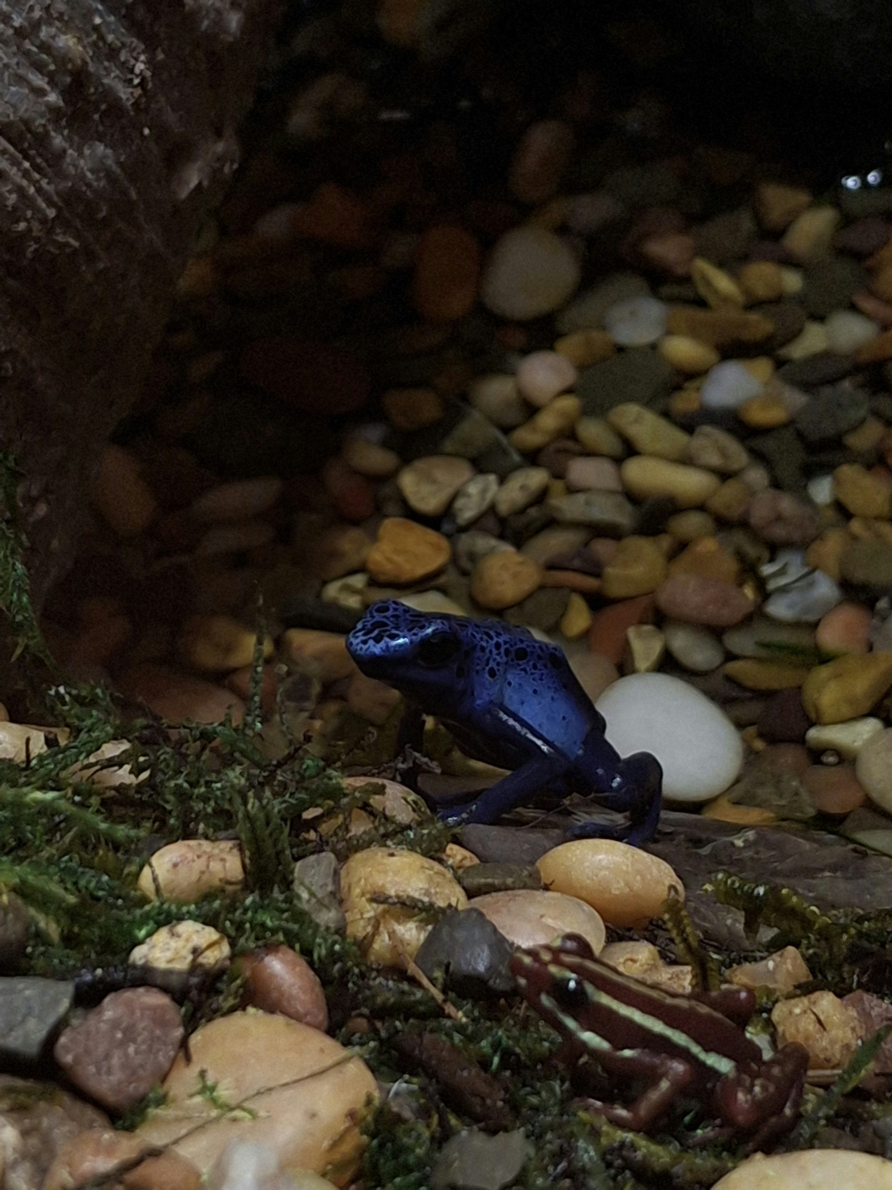 Azure Darter on a Pebble Stage