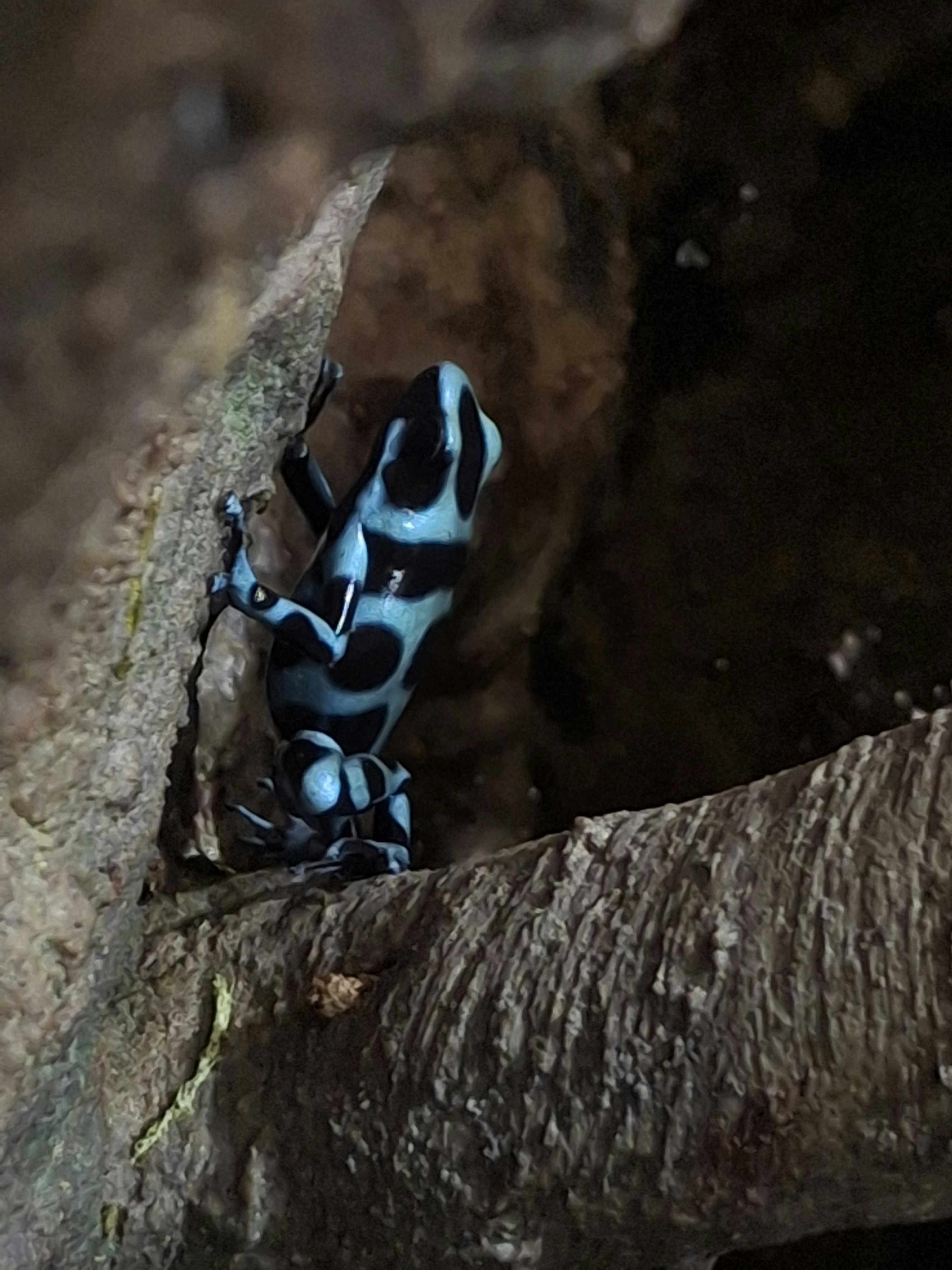 Midnight Blue Gecko: A Striking Encounter on Bark