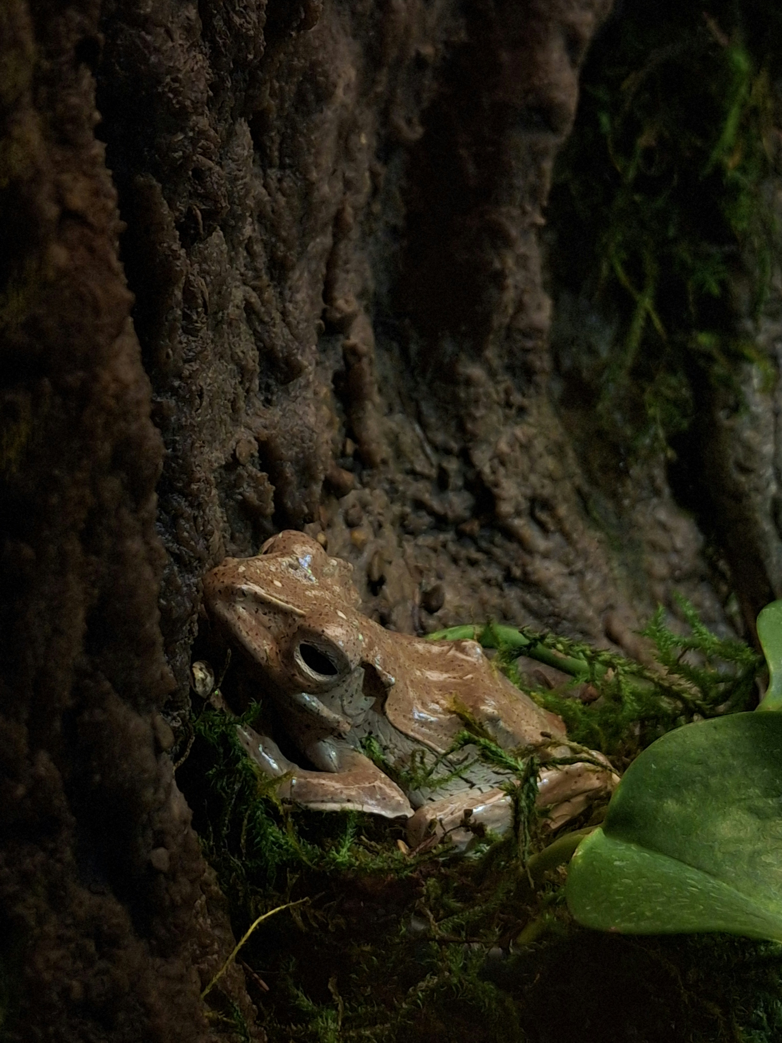 Brown tree-frog tucked beside a mossy crevice