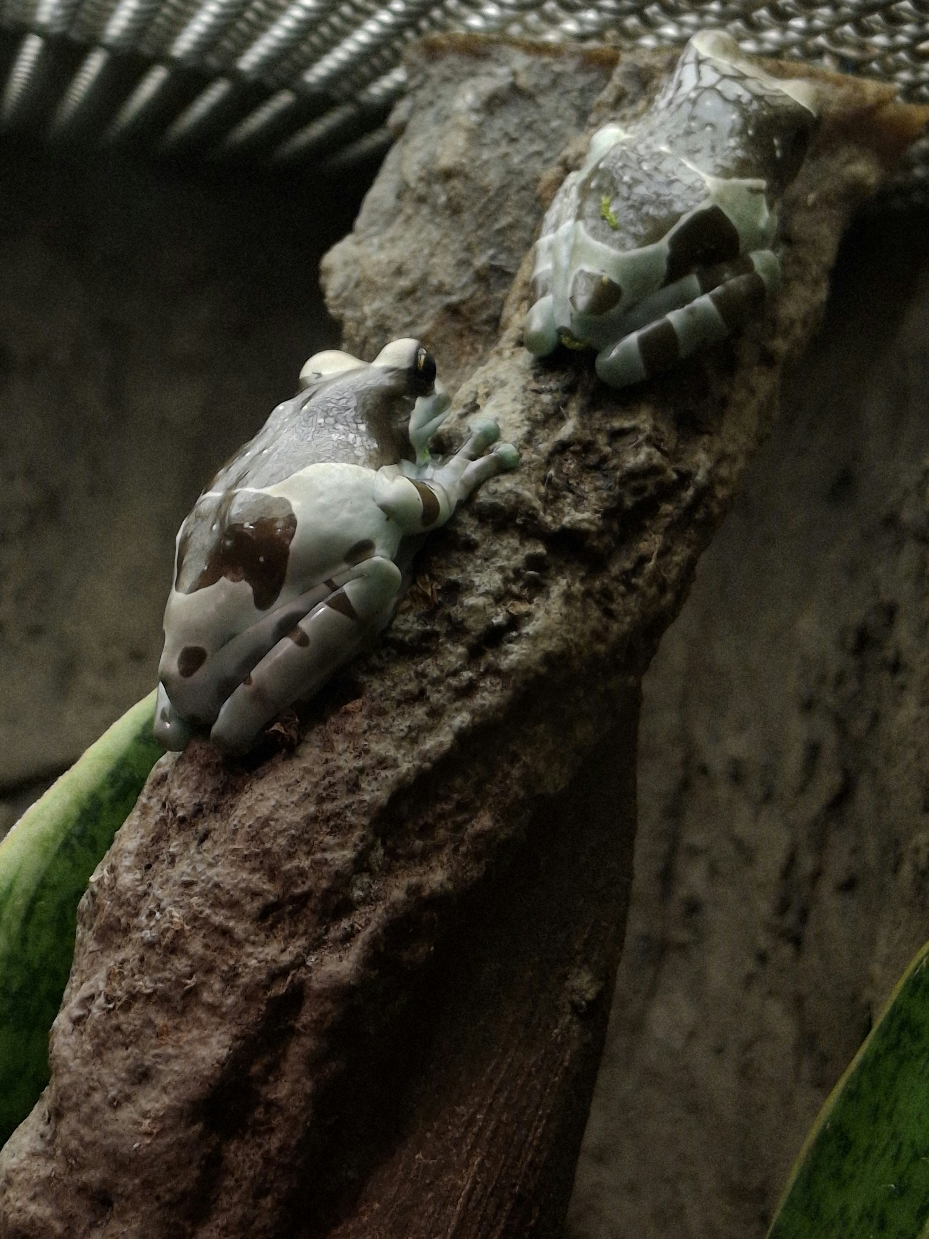 Two Camouflaged Tree Frogs on a Weathered Branch