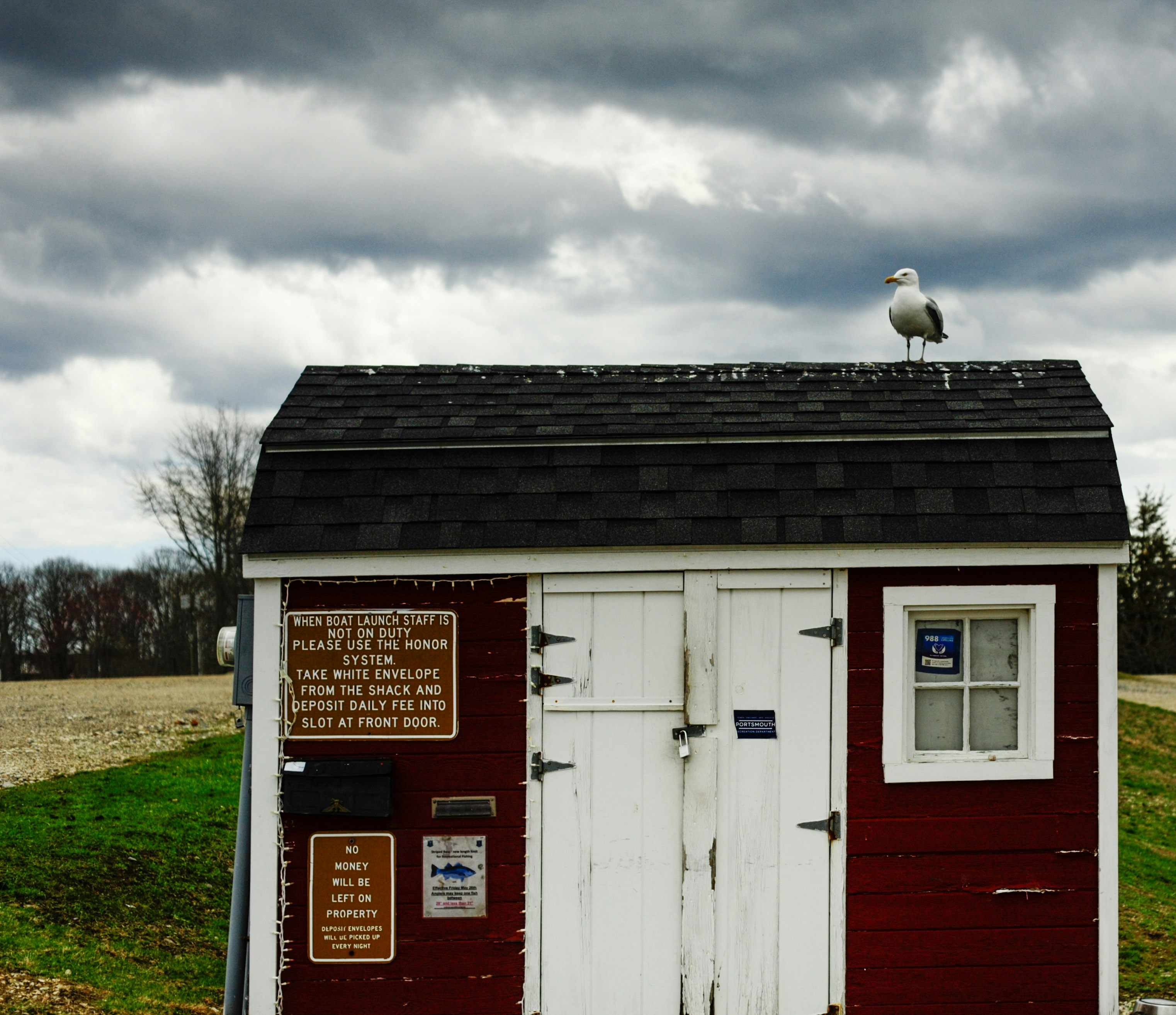 Seabird Sentinel on the Red Shed