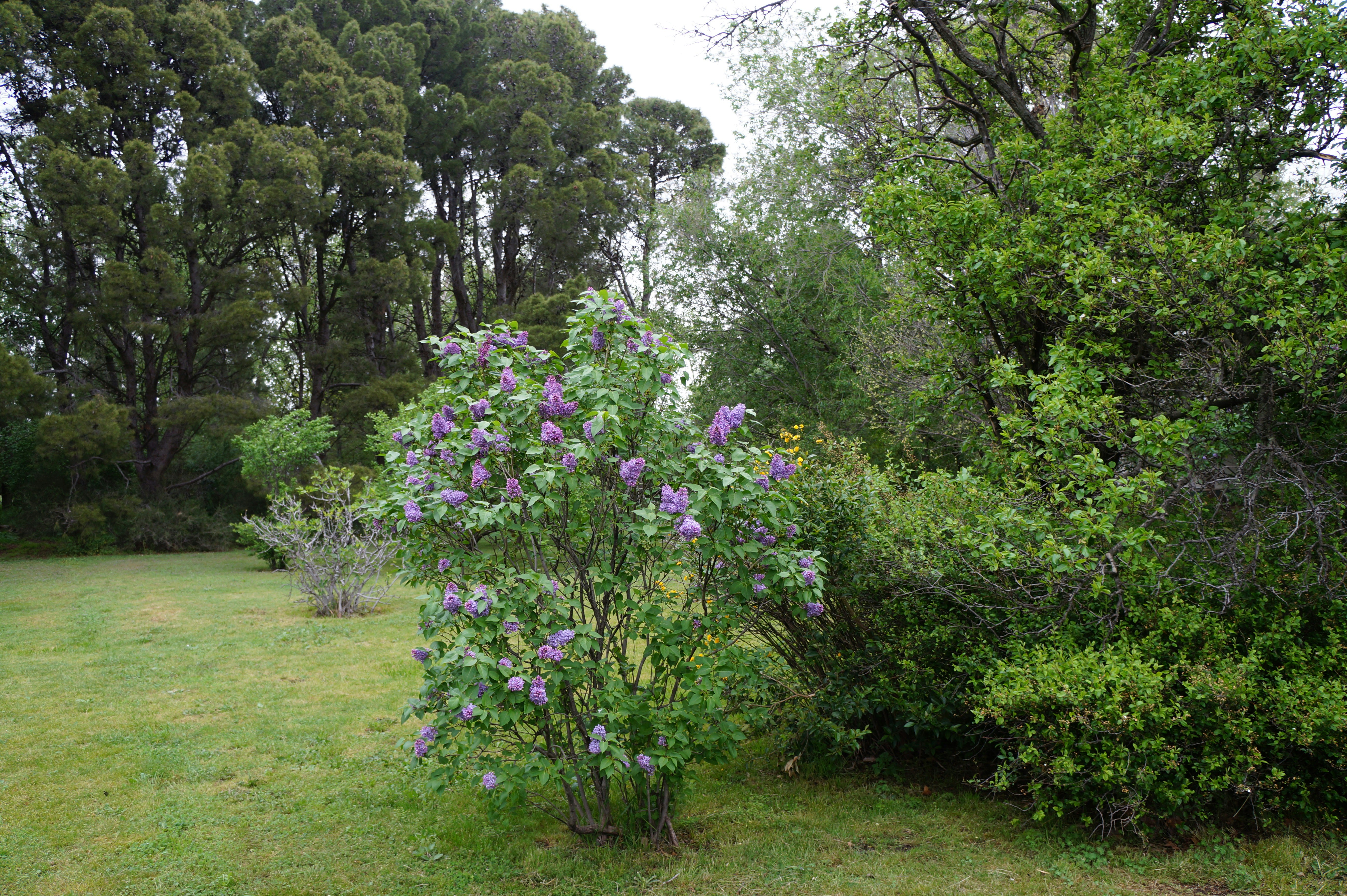 Lilac Bloom Beneath a Quiet Canopy