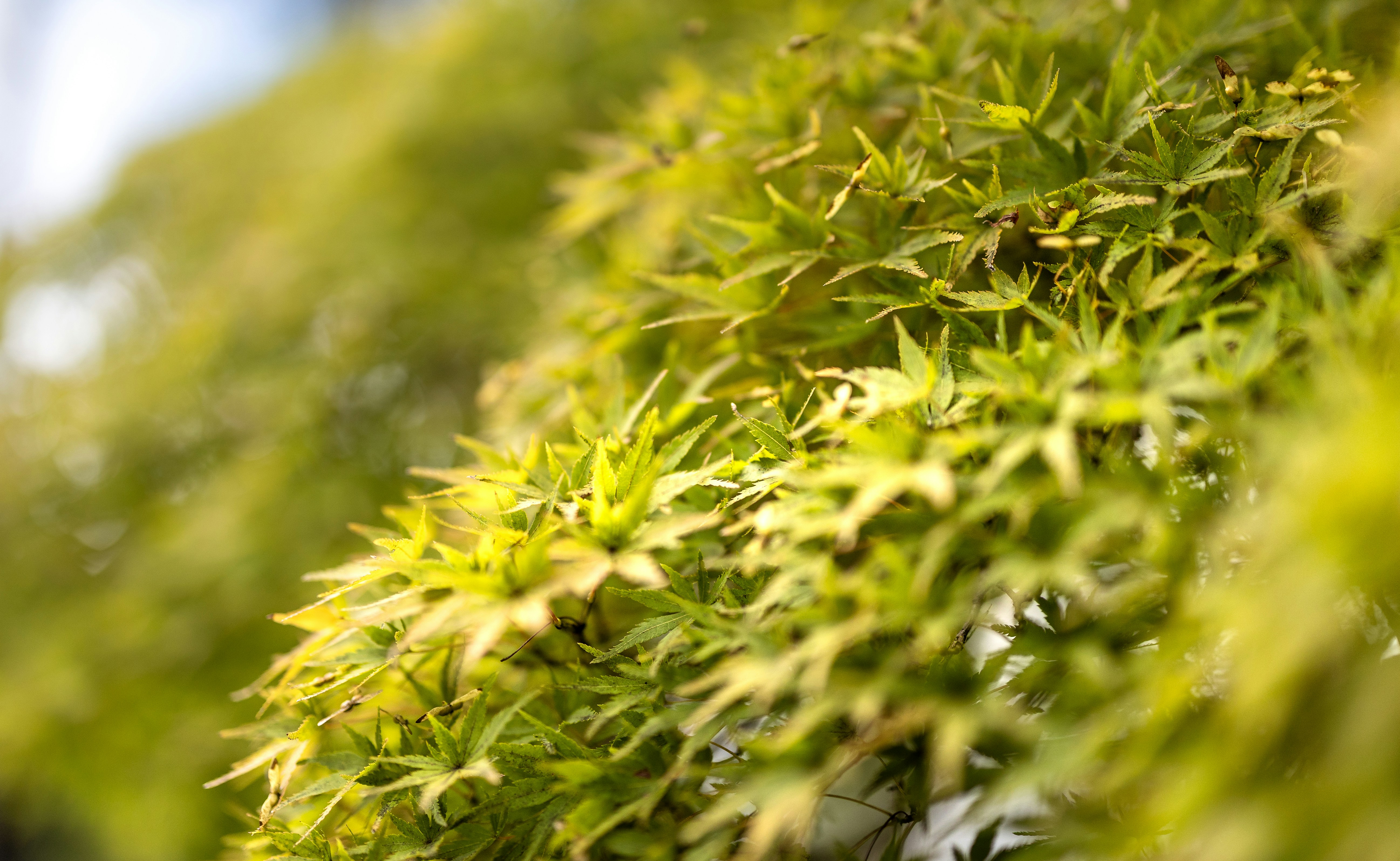 Sunlit Maple Sprigs: A Soft, Green Cascade