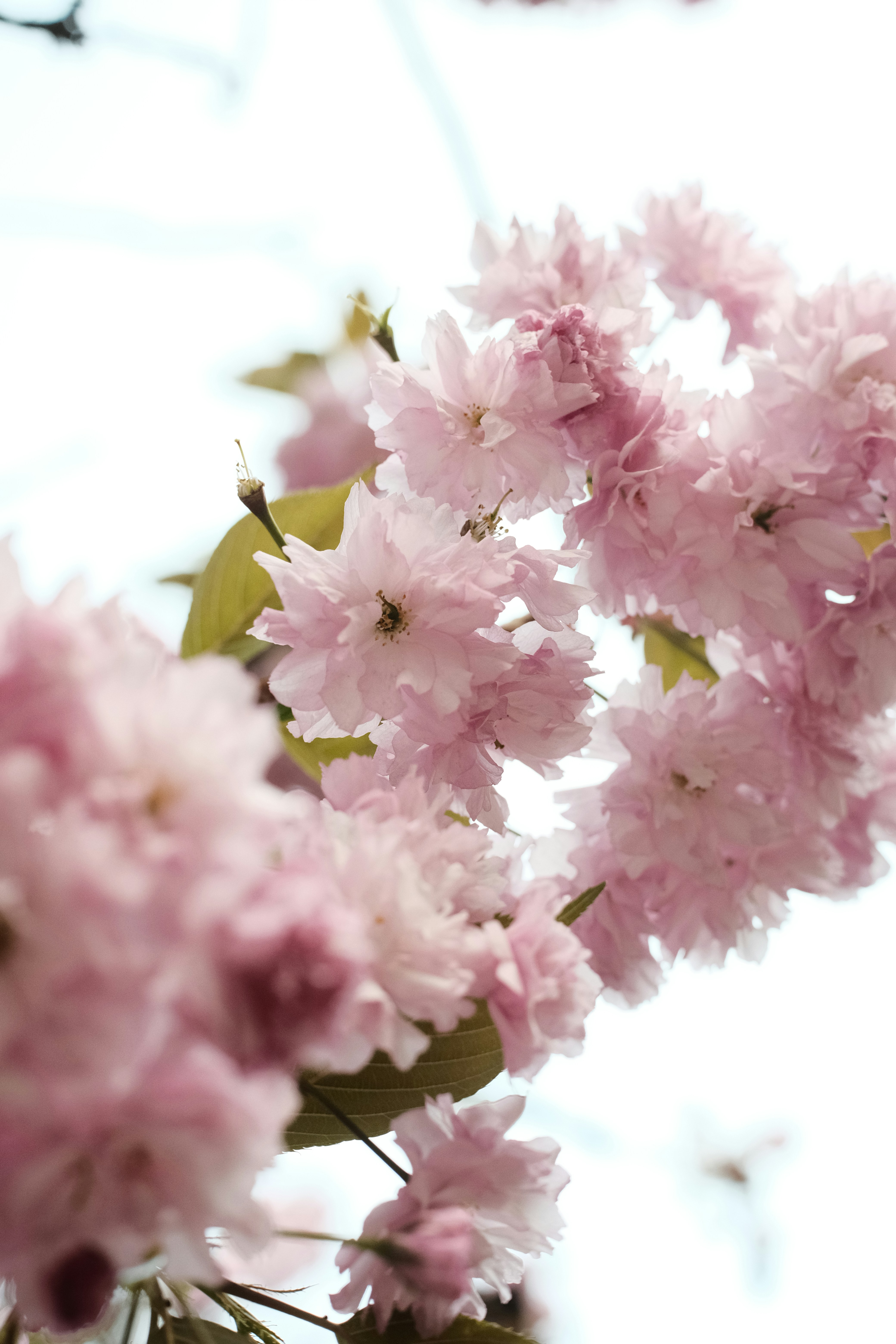Soft Petal Burst: A Spring Cherry Blossom Moment