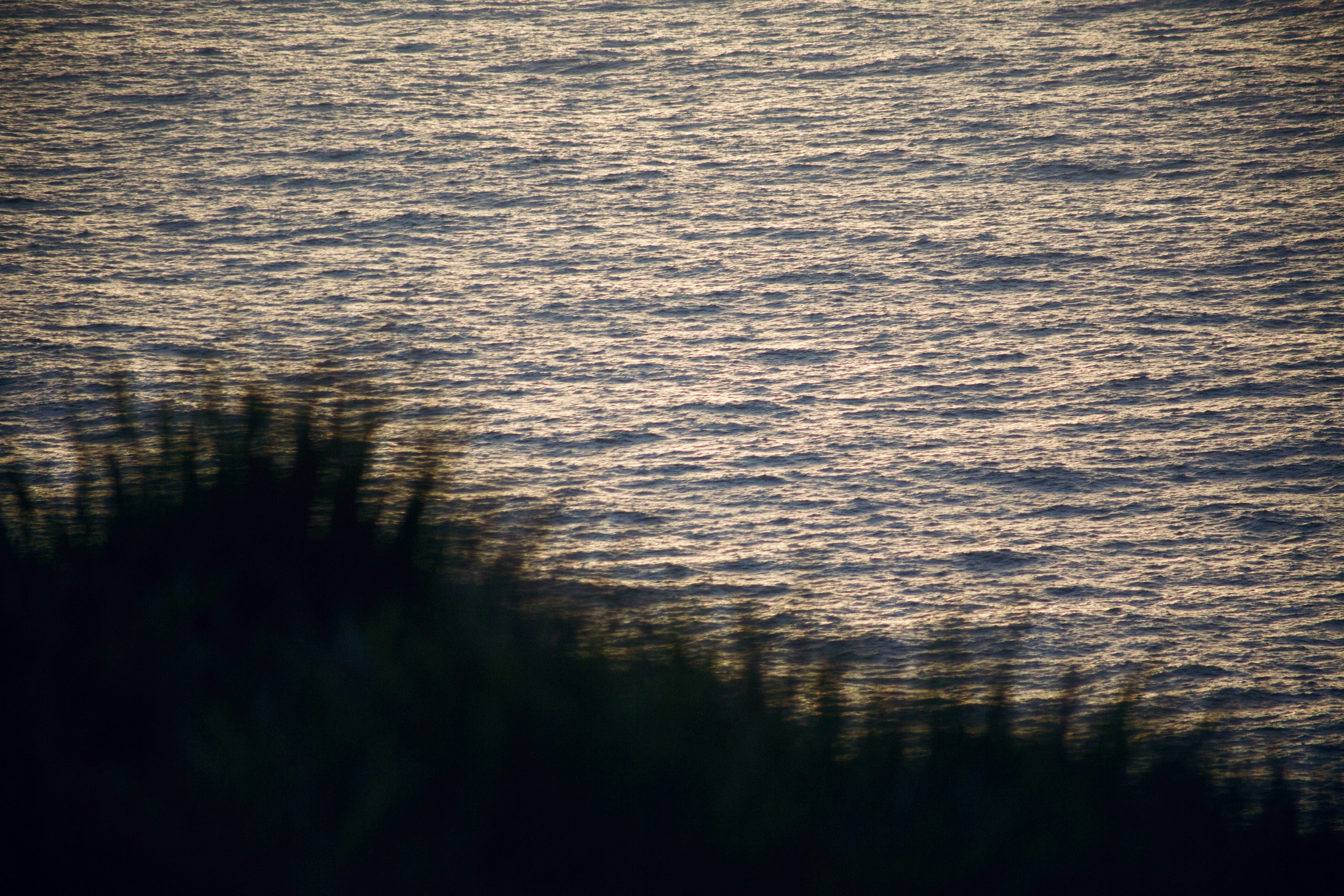 Muted Coastline at Dusk: Silhouetted Foliage Framing a Calm Sea