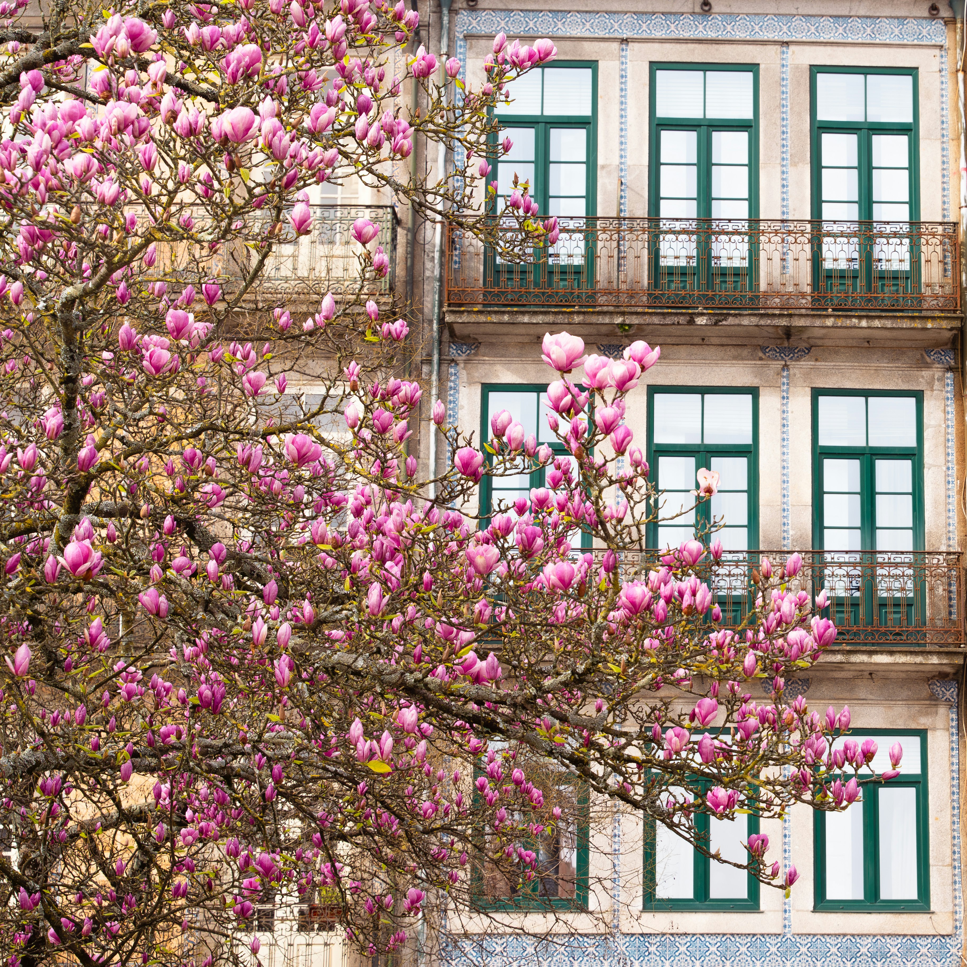 Blossoms Against a Facade: A Spring Mosaic of Pink and Green