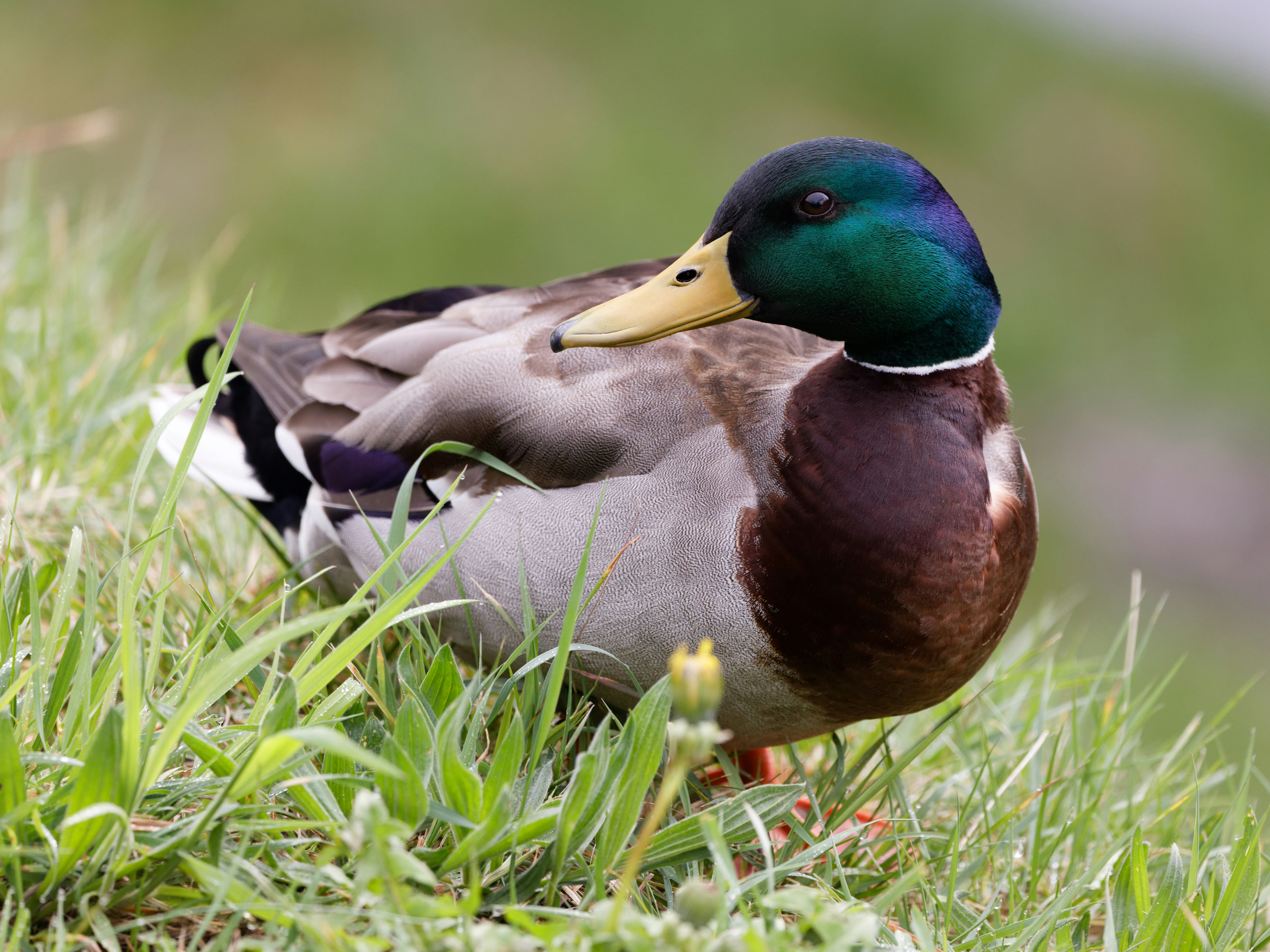 Emerald-eyed Mallard in Quiet Marsh Light