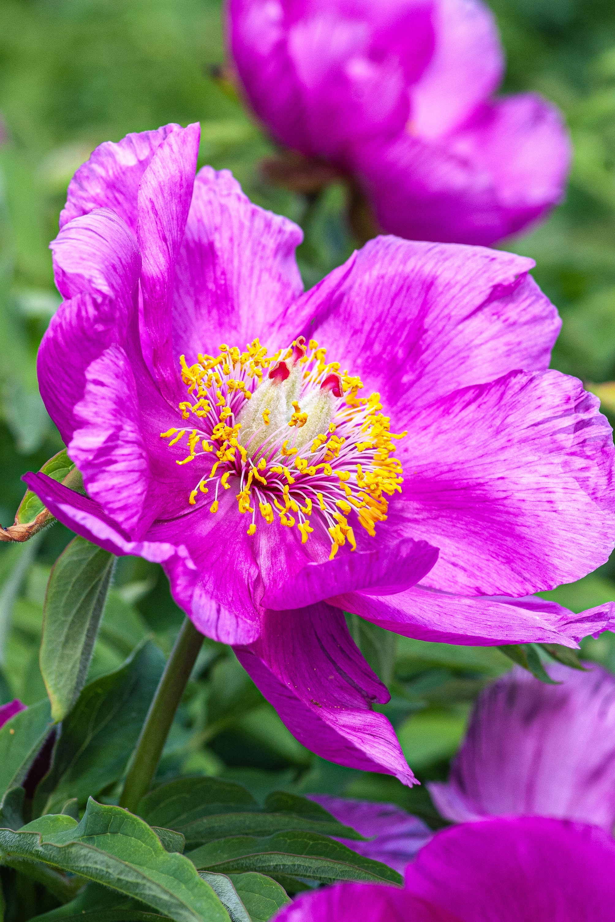 Magenta Peony in Focus: Center Stage of a Spring Bloom
