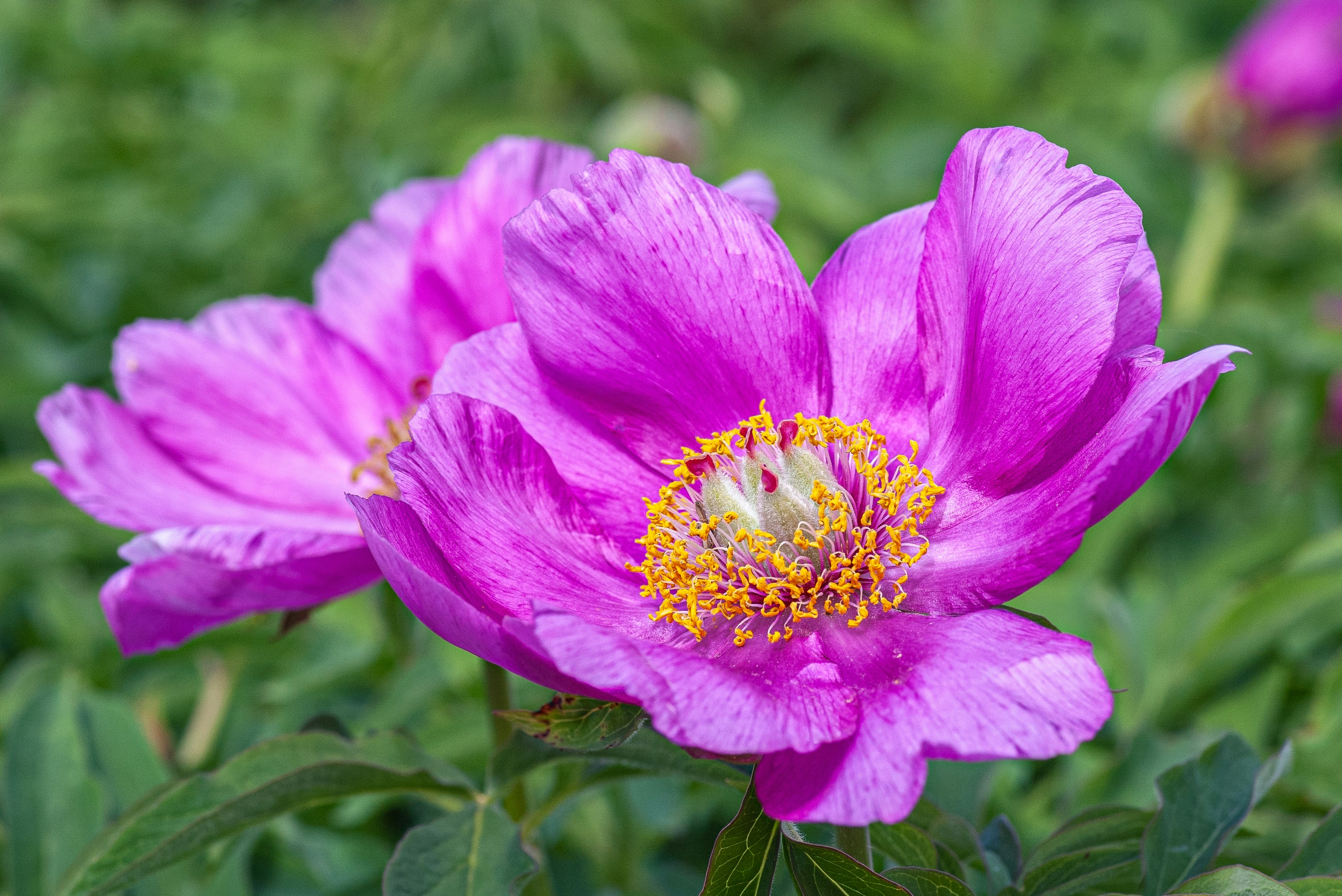 Petal Spotlight: a Violet Bloom with Golden Center