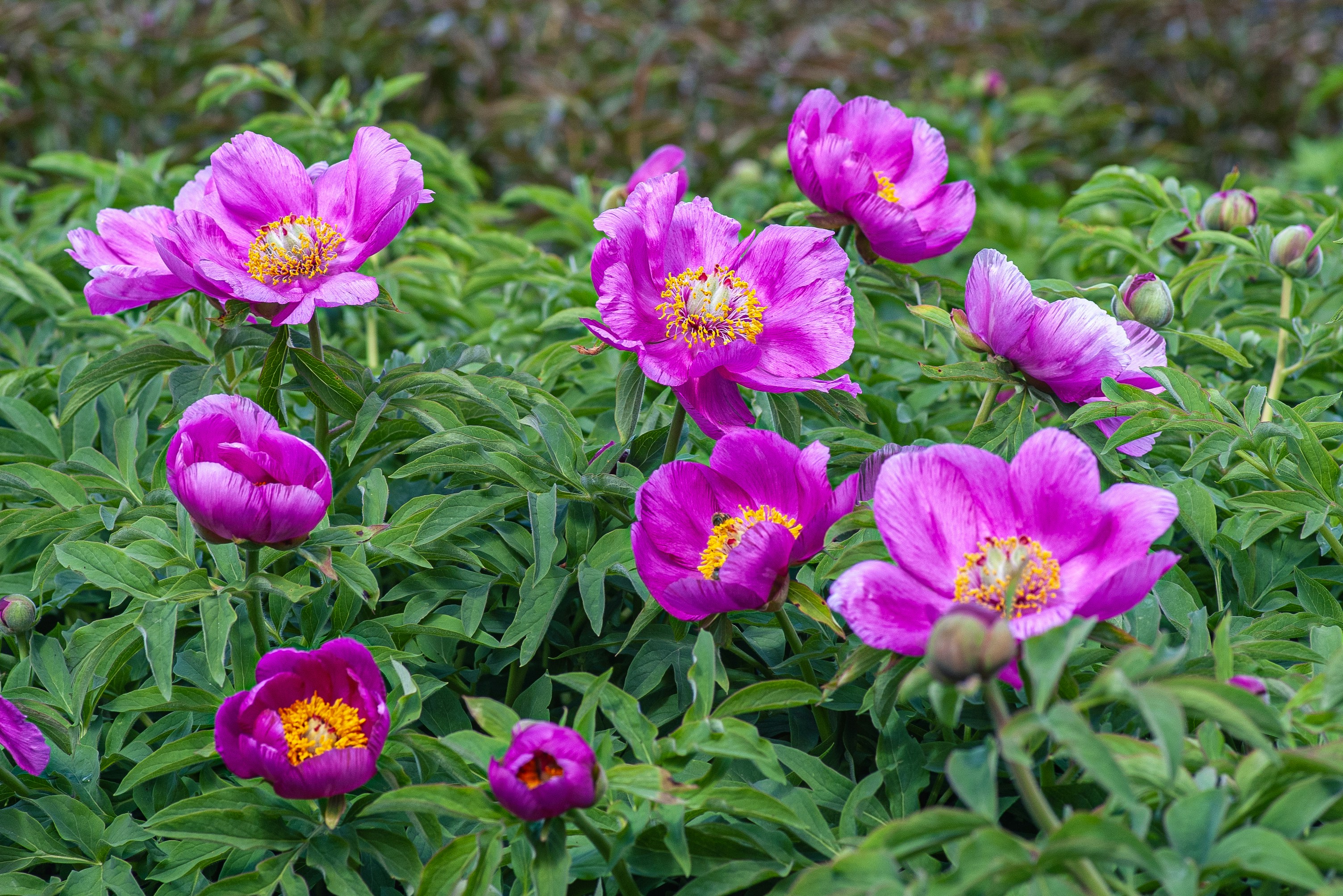 Vivid Peony Bloom Ensemble in a Green Canopy