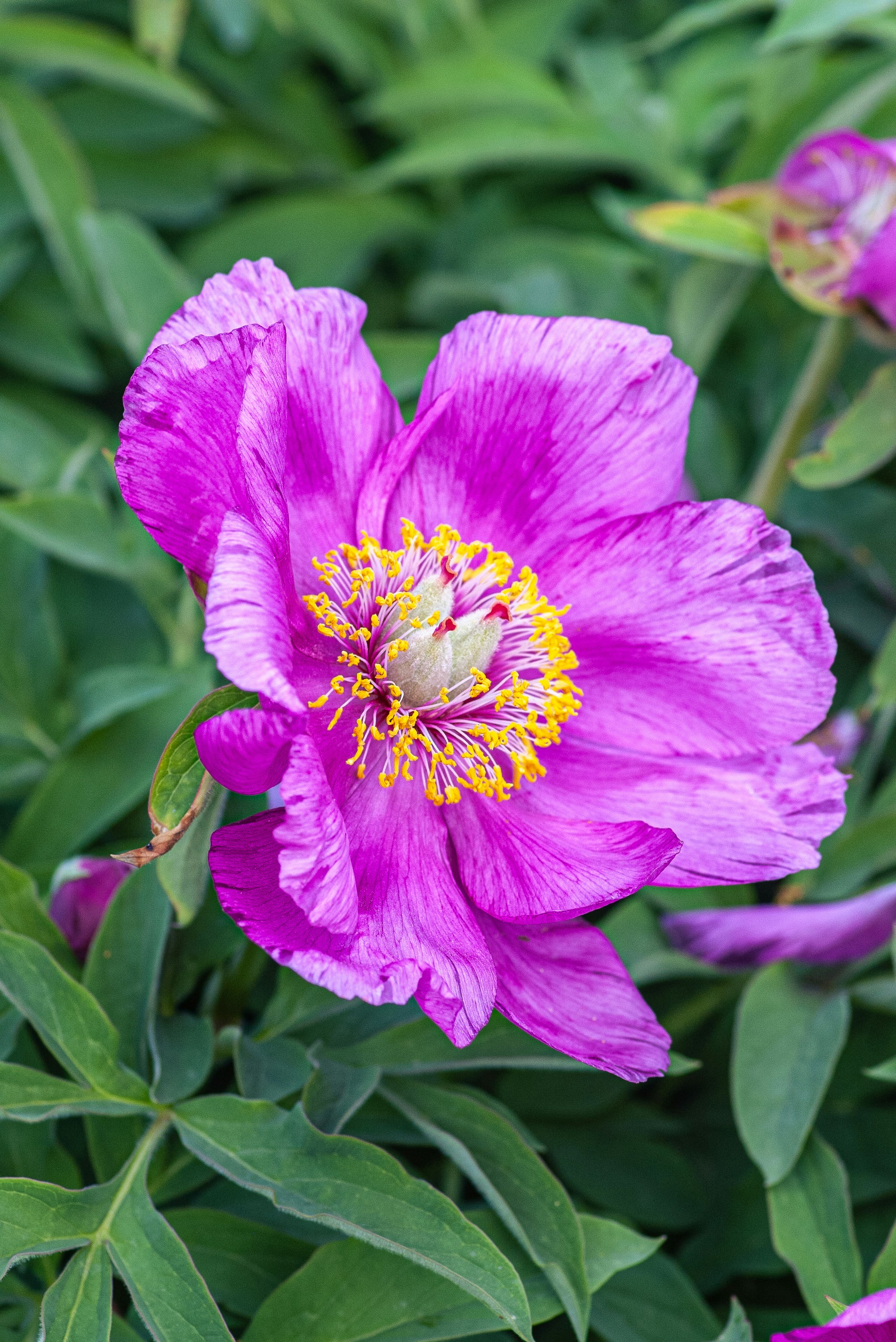 Magenta Petal Crown: A Close-Up Bloom with Golden Halo