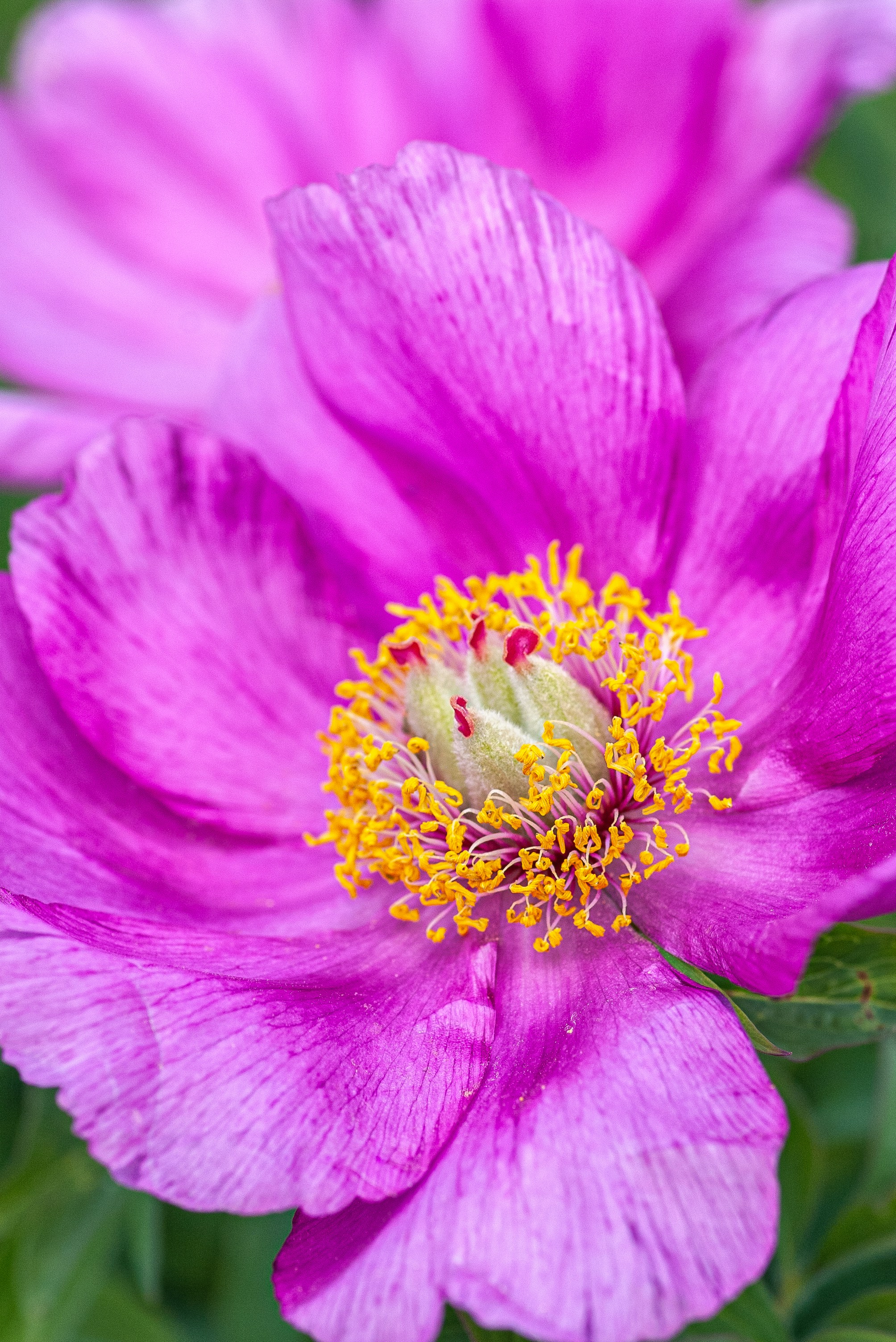 Center Bloom: A Magenta Petal Burst with Golden Stamen
