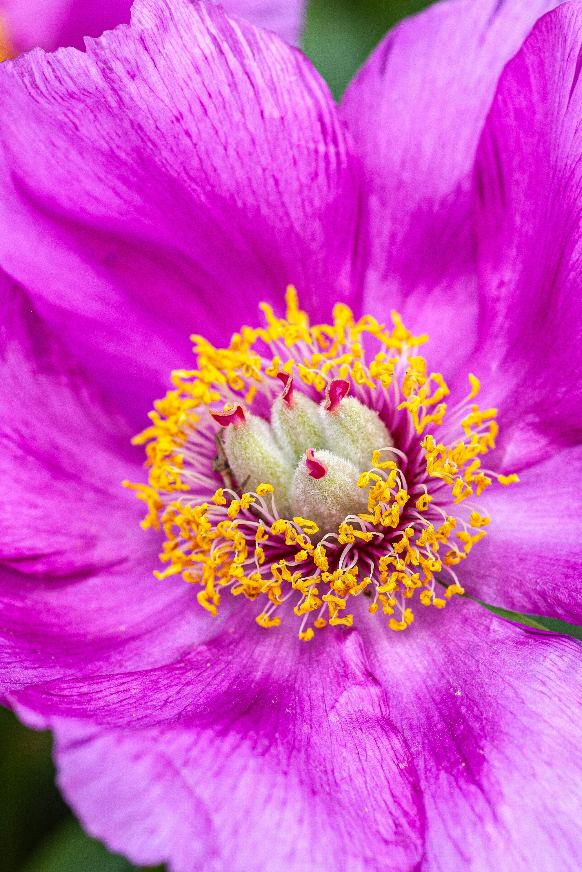 Magenta Bloom: Center Stage of a Yellow-Flecked Stamen