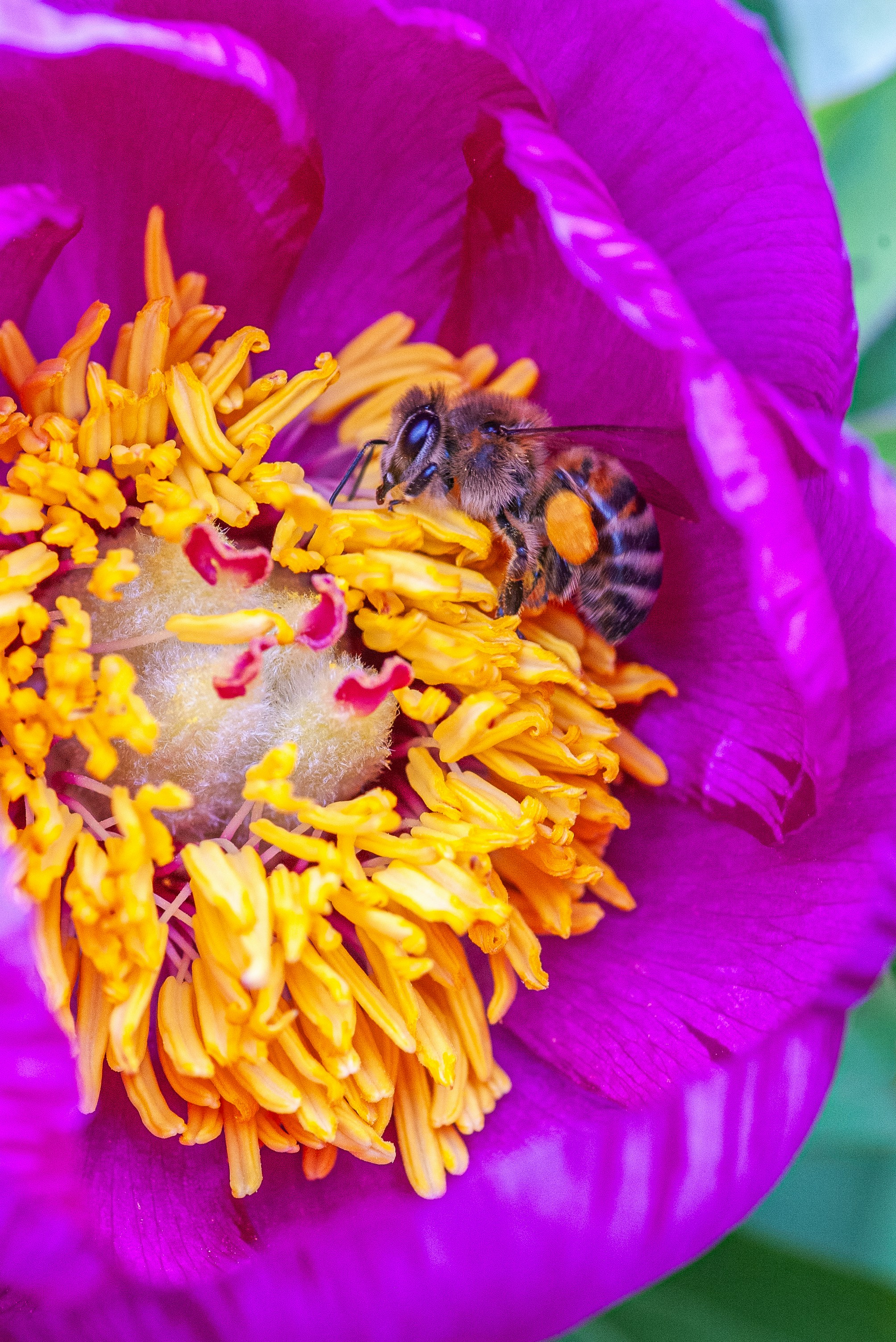 Bee in the Heart of a Magenta Bloom