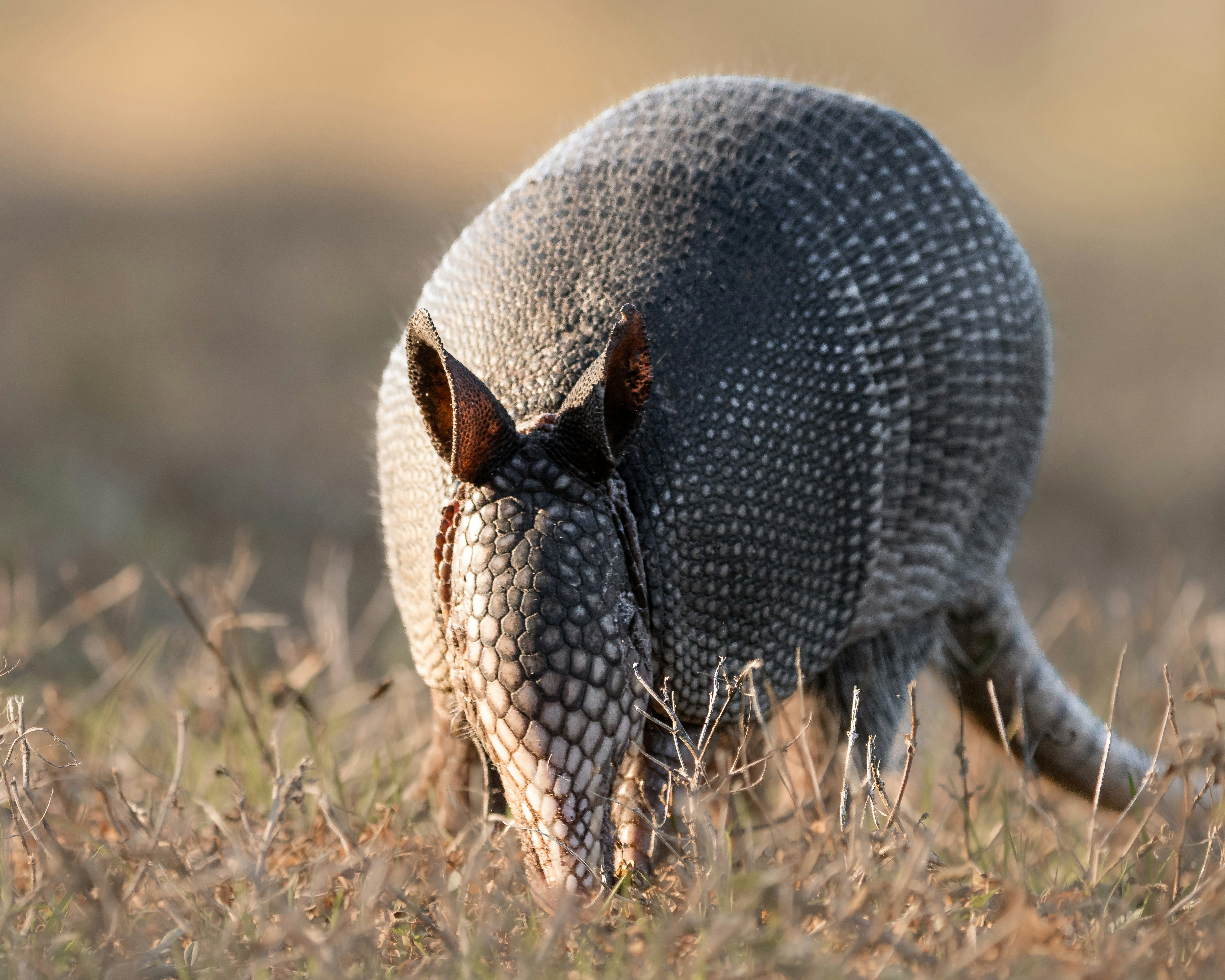 Low-lying Armor: A Pangolin Forage in Golden Grass