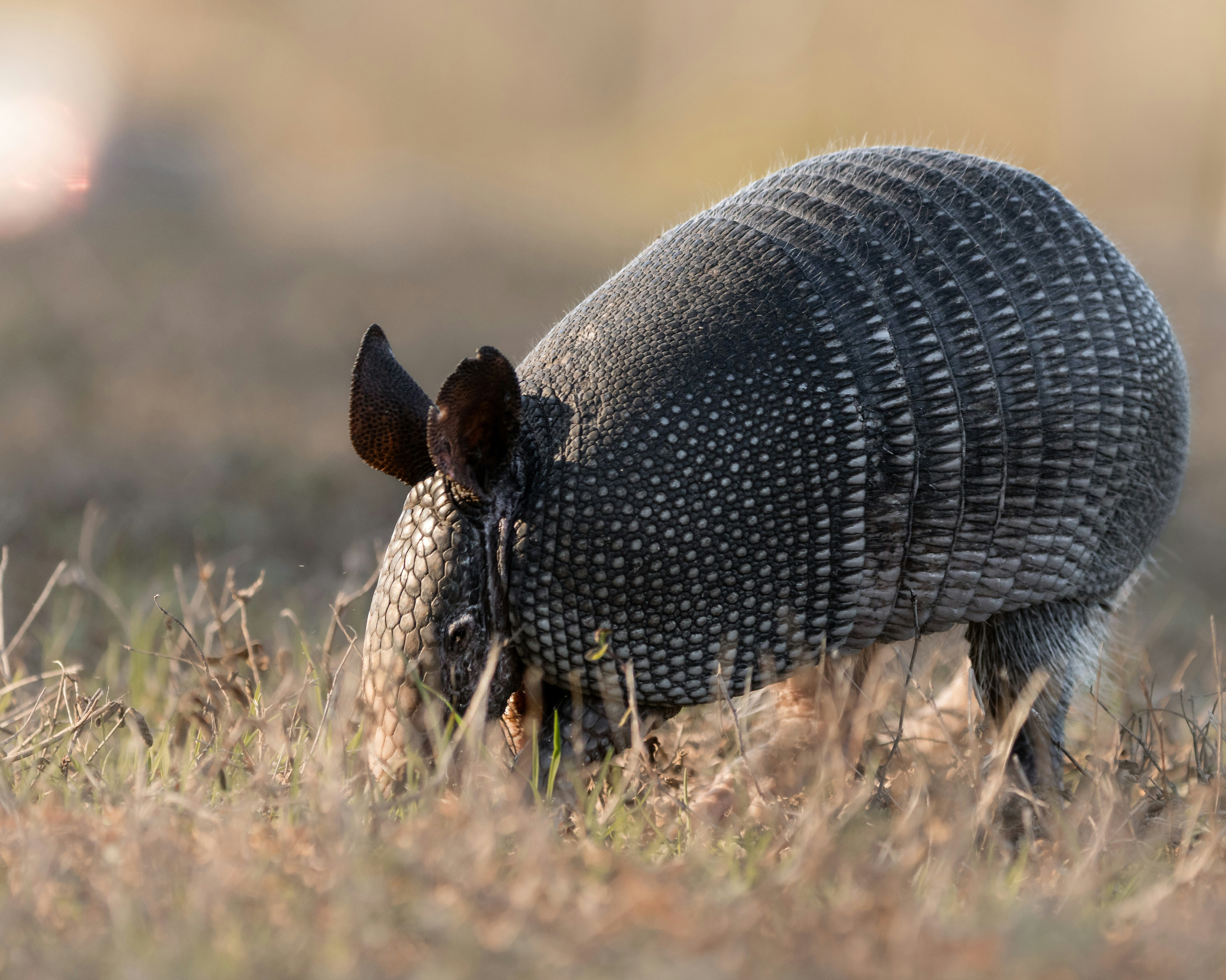 Low-Profile Armadillo in Sunlit Grass