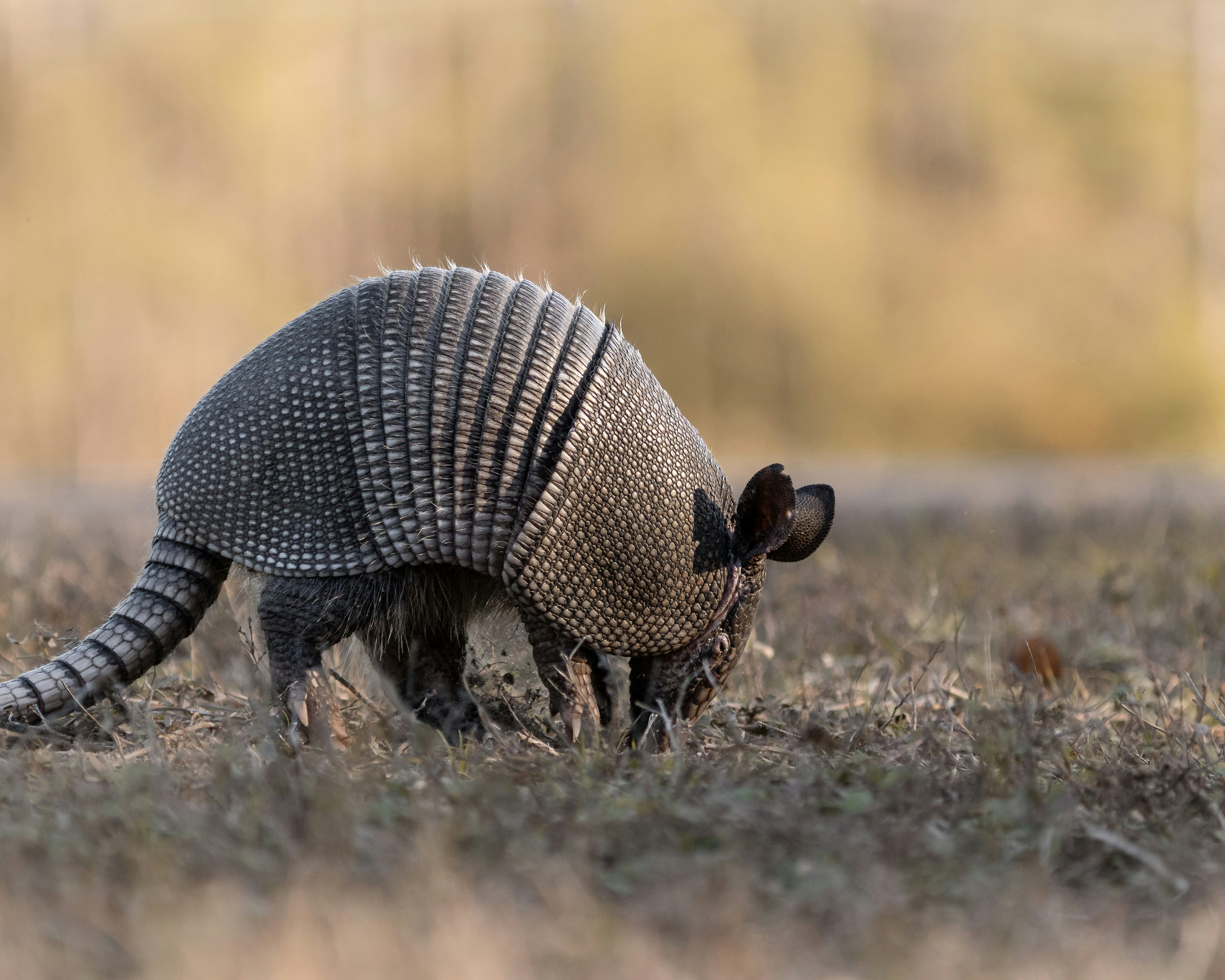 Armadillo Trek: Dorsal Armor in Dusk, a Grounded Foray
