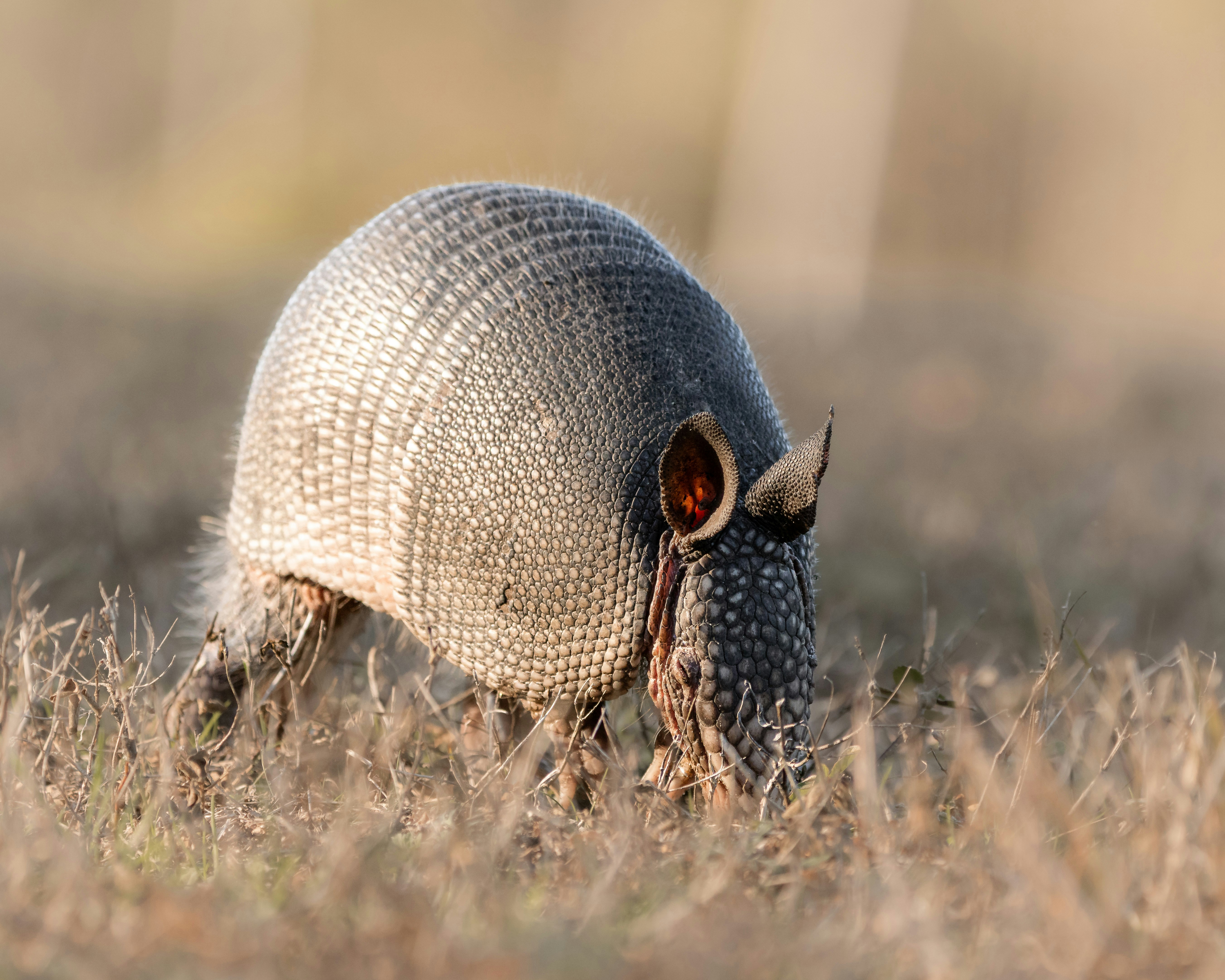 Armor in the Grass: A Armored Armadillo foraging at Dusk