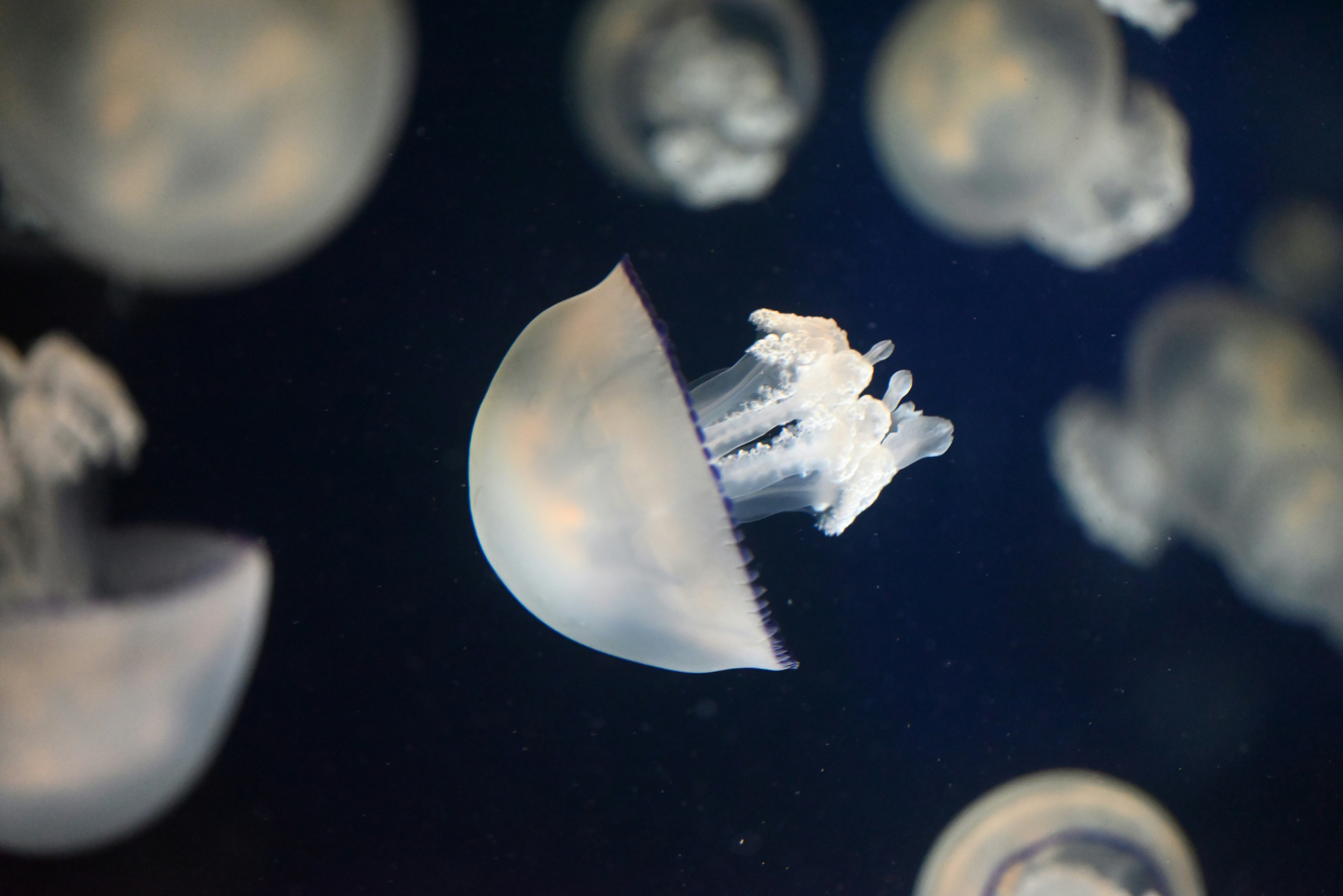 Floating jellyfish drift against a dark sea, their translucent bodies catching soft light and revealing delicate tentacles.