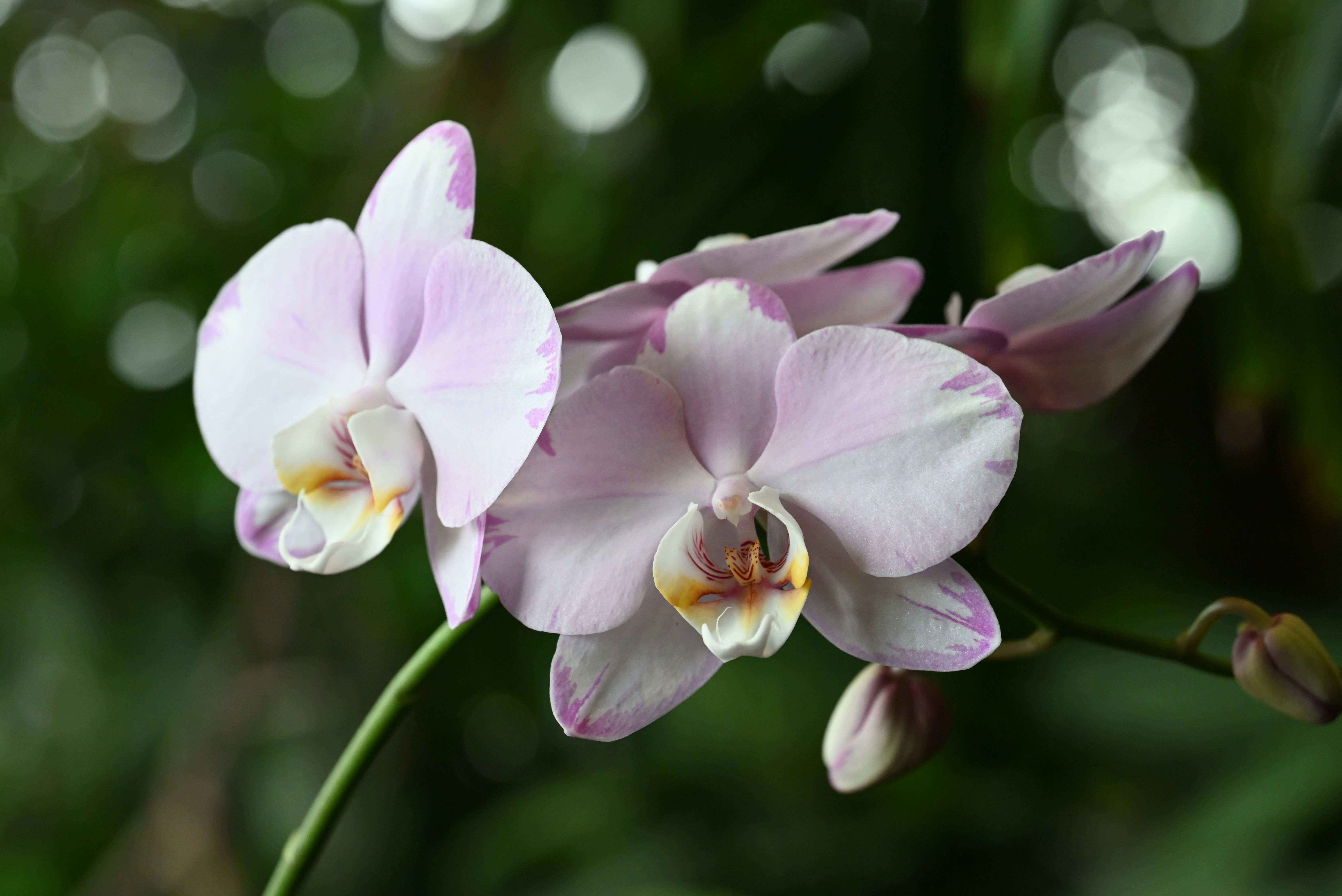Soft Light on Orchid Arms