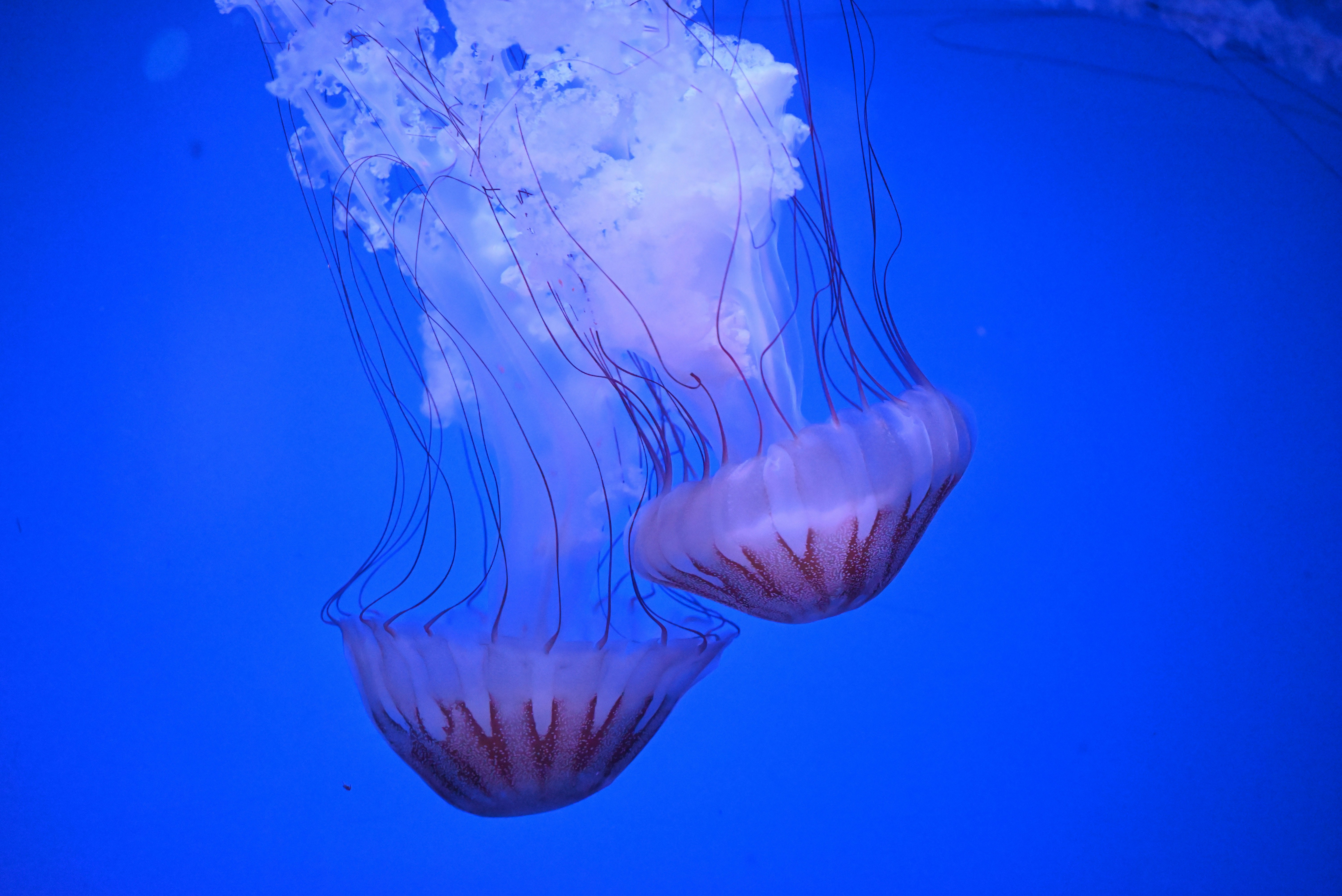 Glowing Nomads: Jellyfish Drift in Electric Blue Abyss
