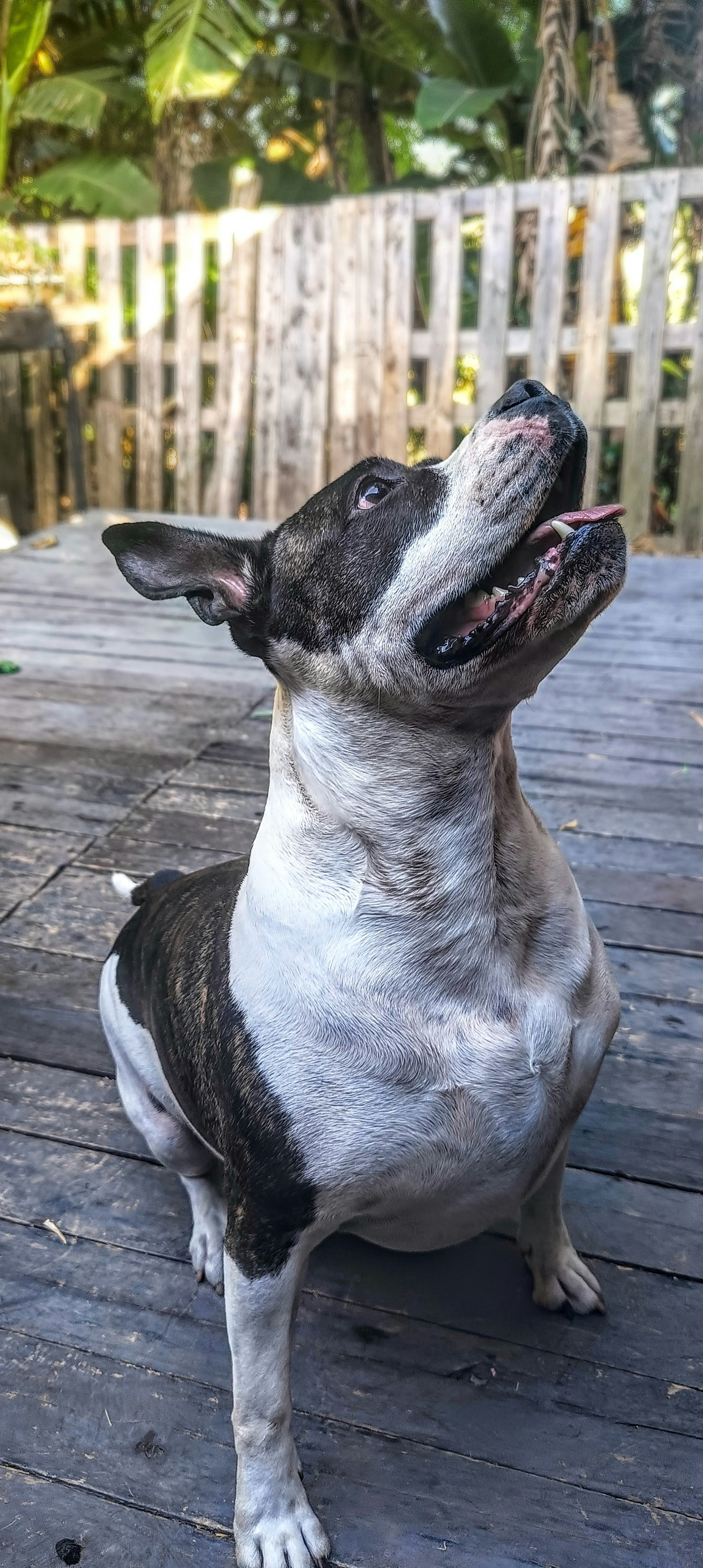 Eye of the Canine: Upward Gaze on a Happy Pup