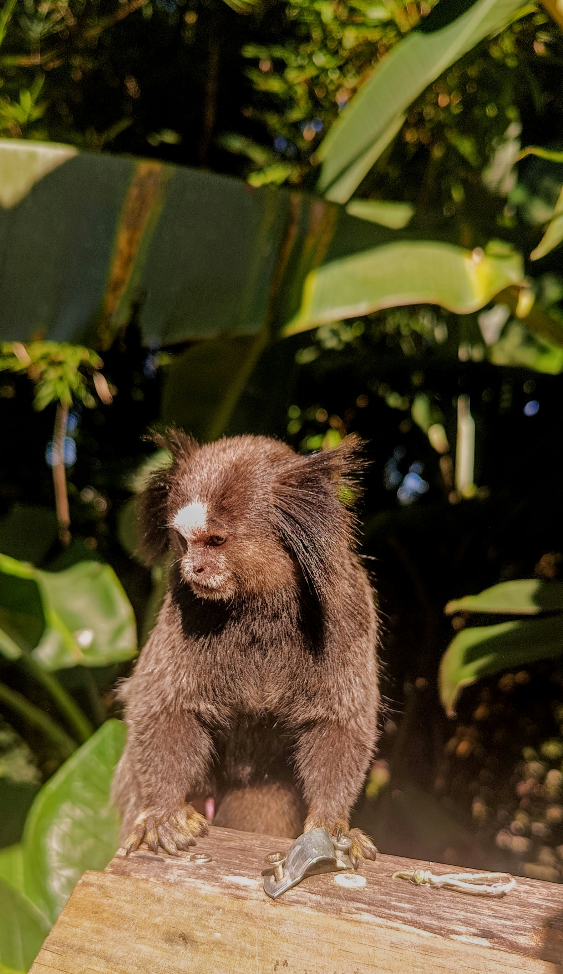 Primordial Velvet: A Tamarin Sentinel on a Weathered Post