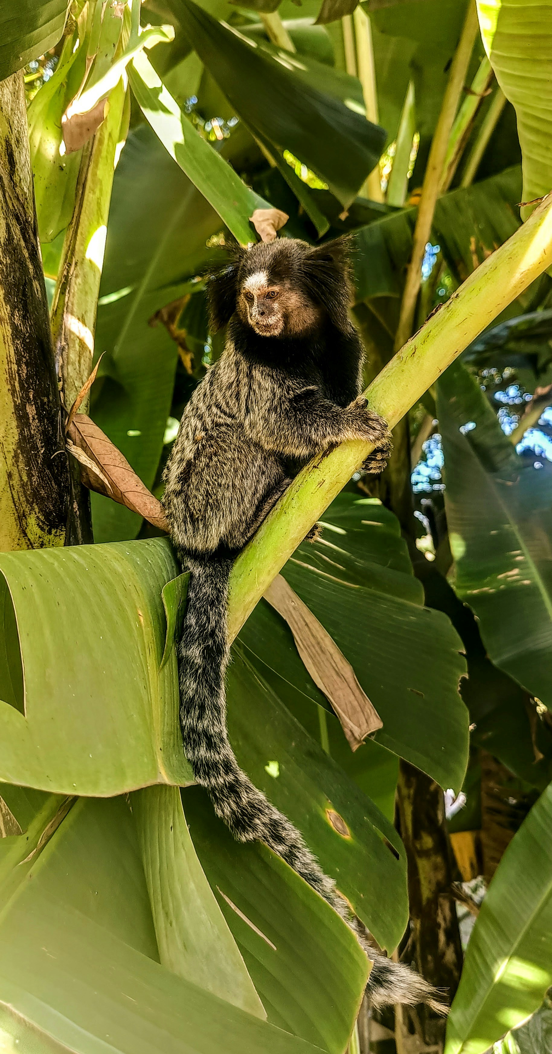 Primed for the canopy: a lone monkey perched on a banana stalk