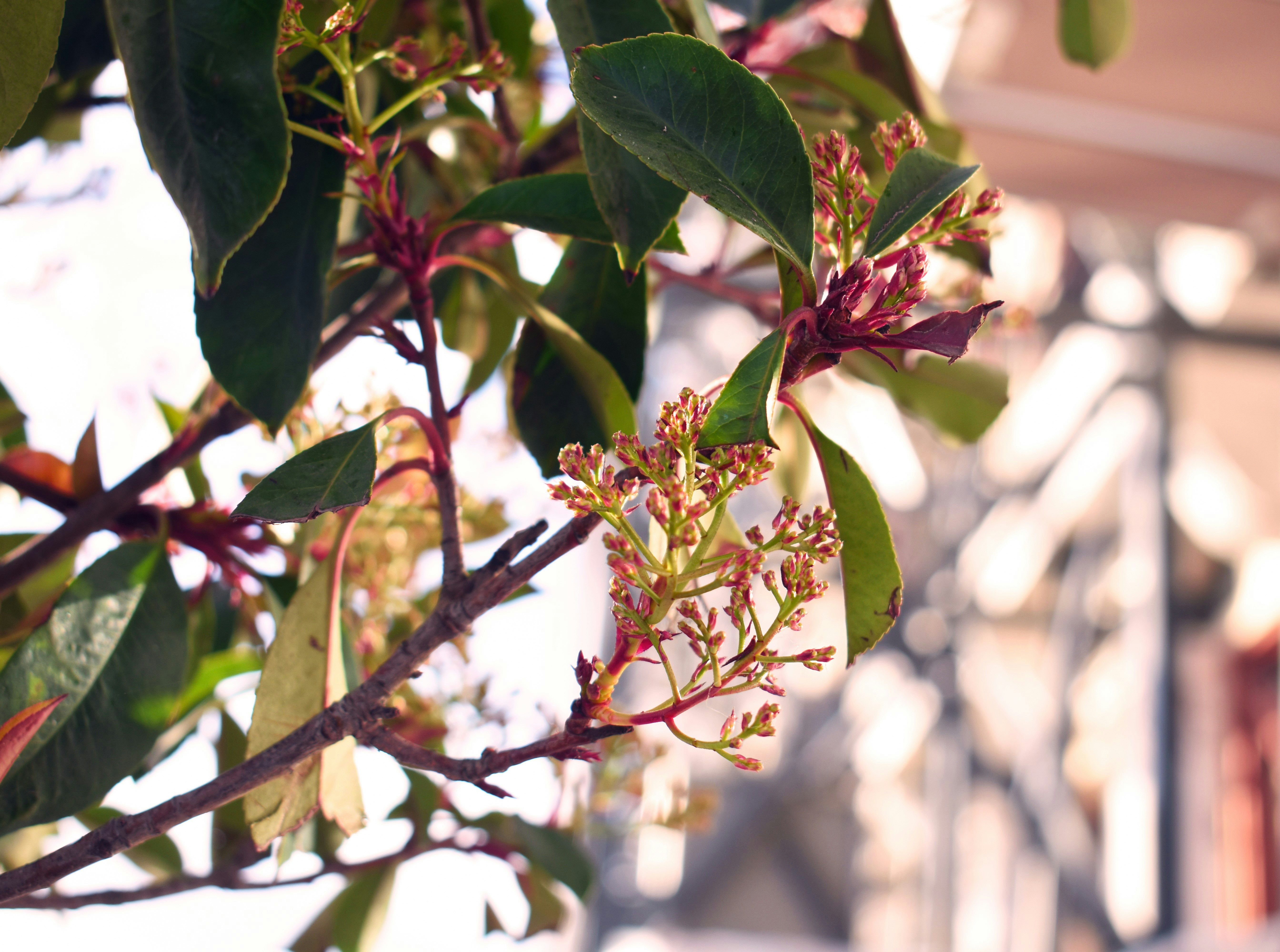 Close-up of budding blossoms on sunlit evergreen branch
