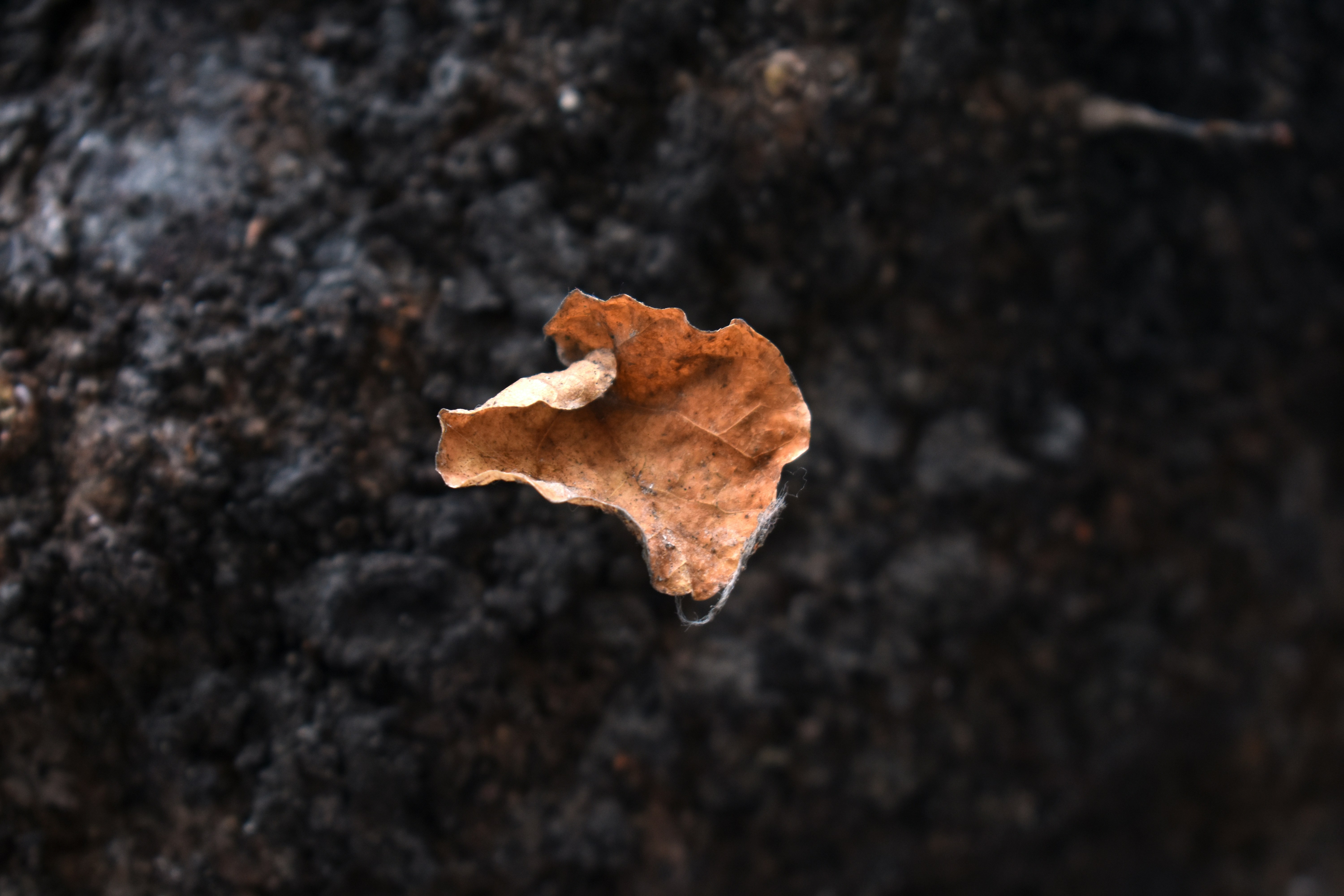 Single Leaf Adrift on Charcoal Ground