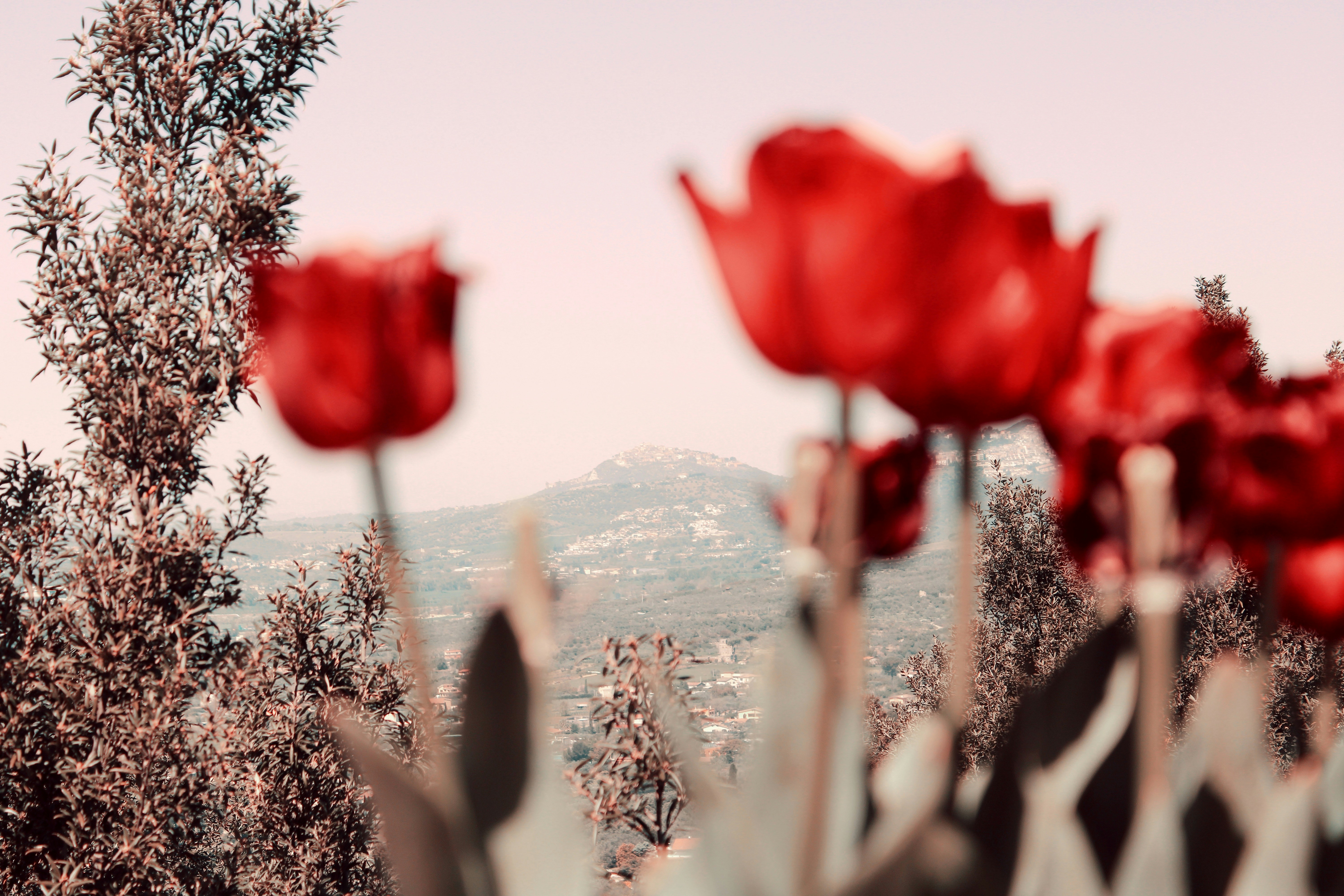 Red Tulip Frenzy Over a Distant Landscape