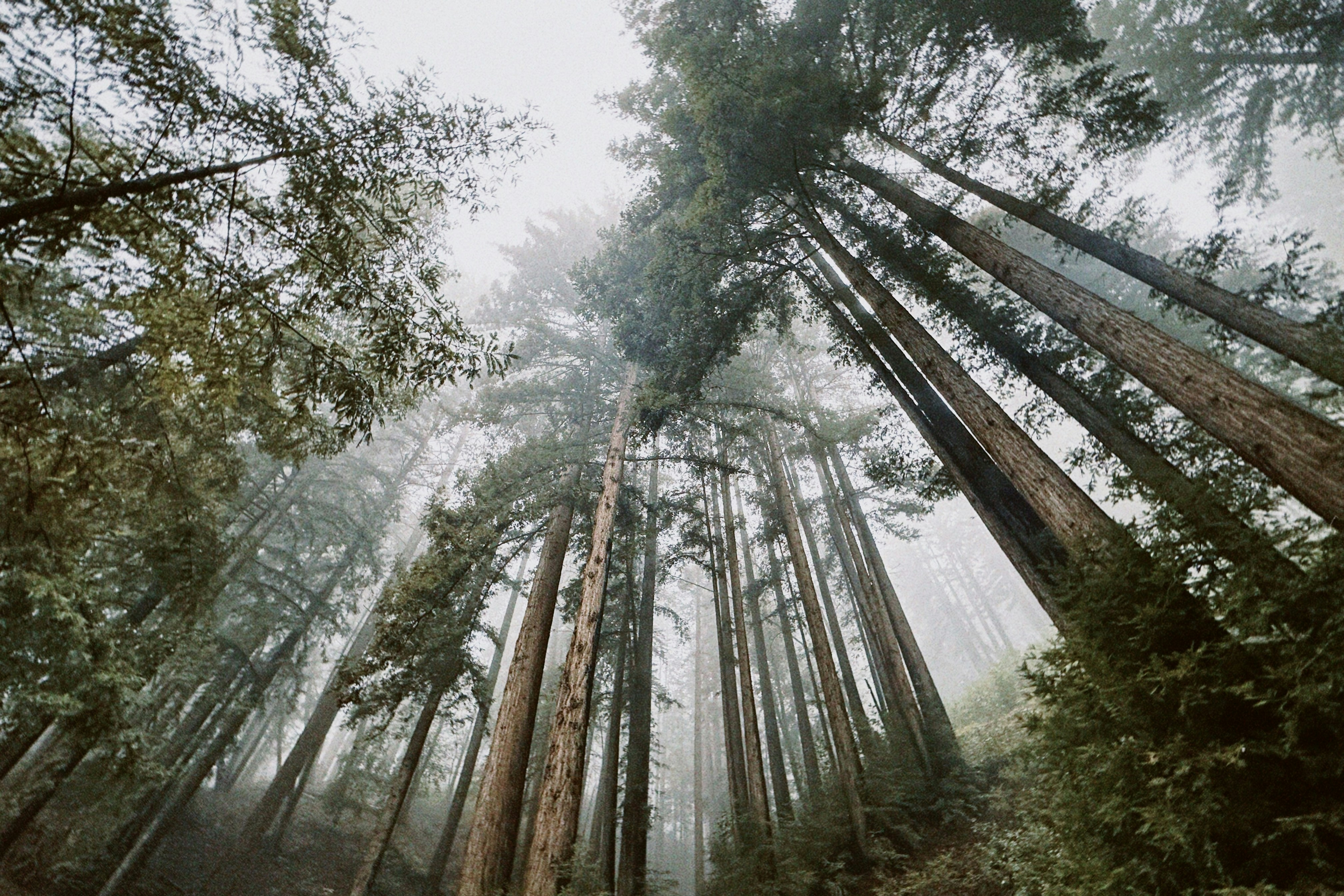 Majestic Pines Reaching Toward a Misted Sky